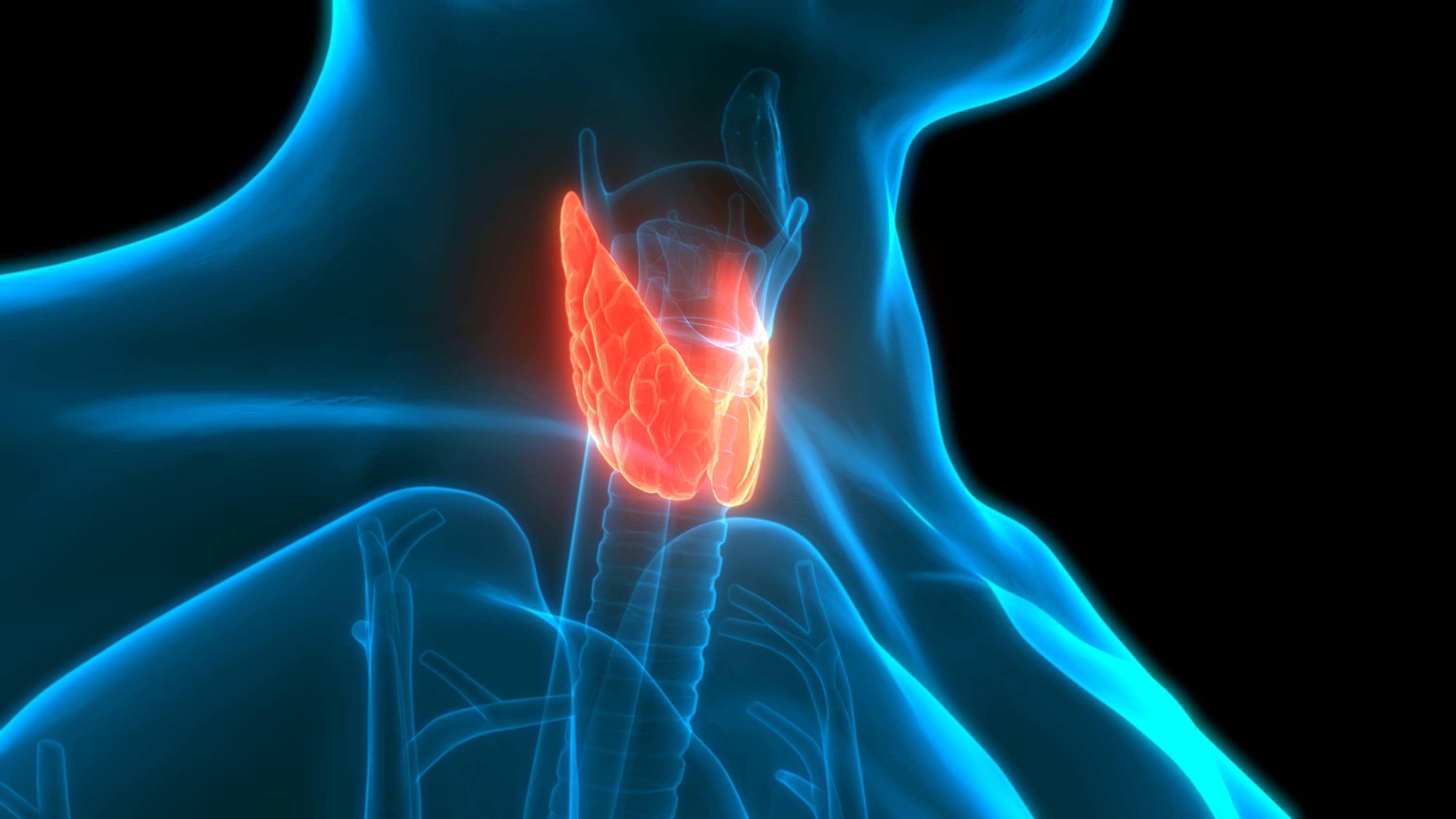 Thyroid Wallpapers - Top Free Thyroid Backgrounds - WallpaperAccess