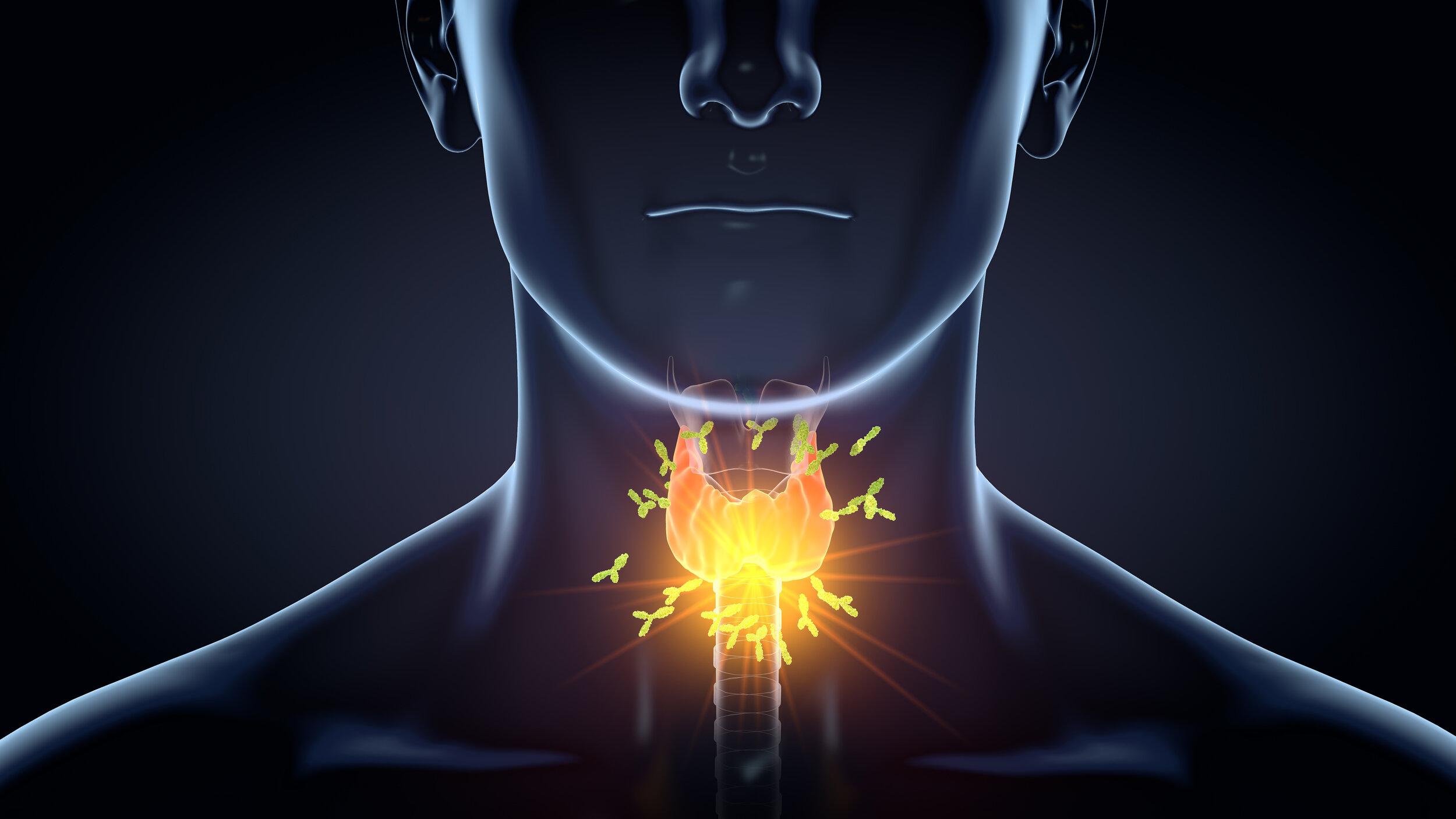 Thyroid Wallpapers - Top Free Thyroid Backgrounds - WallpaperAccess
