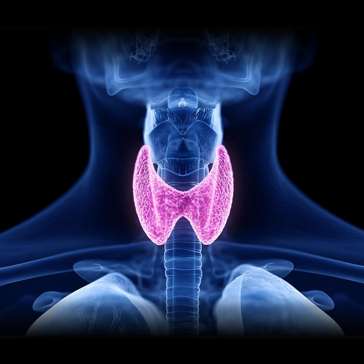Thyroid Wallpapers - Top Free Thyroid Backgrounds - WallpaperAccess