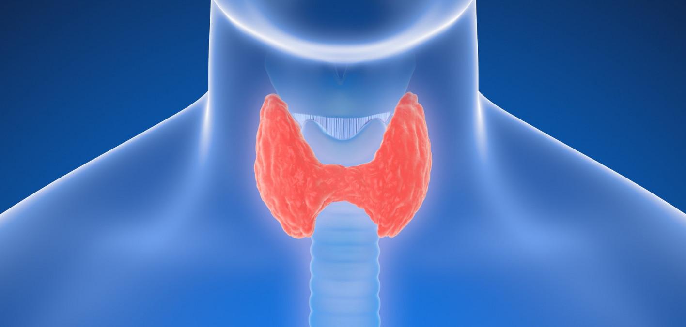 Thyroid Wallpapers - Top Free Thyroid Backgrounds - WallpaperAccess