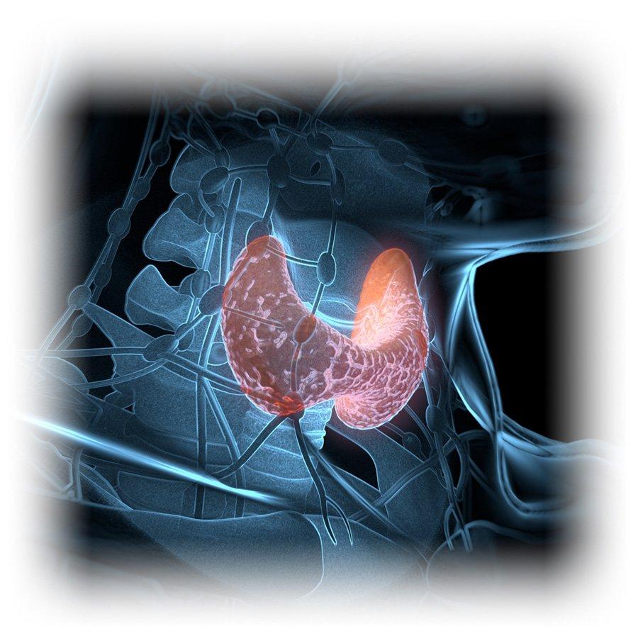 Thyroid Wallpapers - Top Free Thyroid Backgrounds - WallpaperAccess