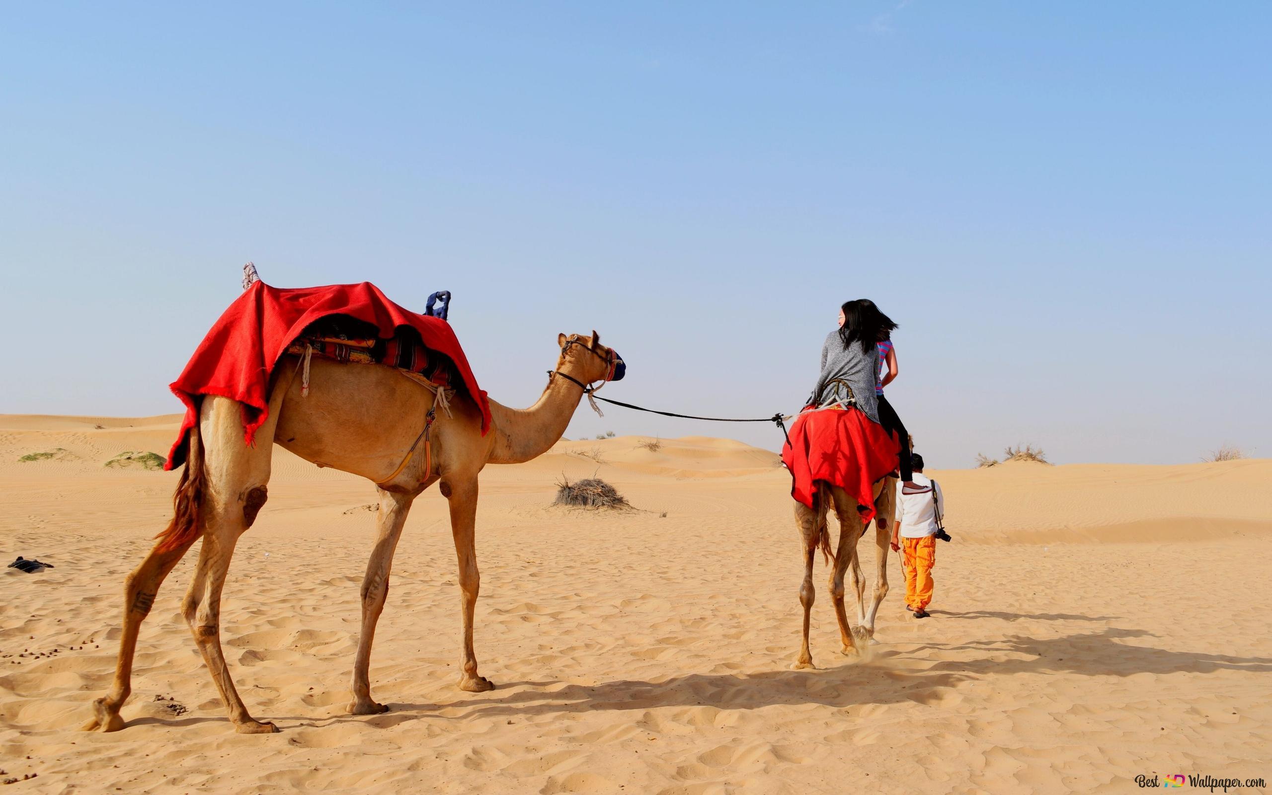 Camel Ride Wallpapers - Top Free Camel Ride Backgrounds - WallpaperAccess