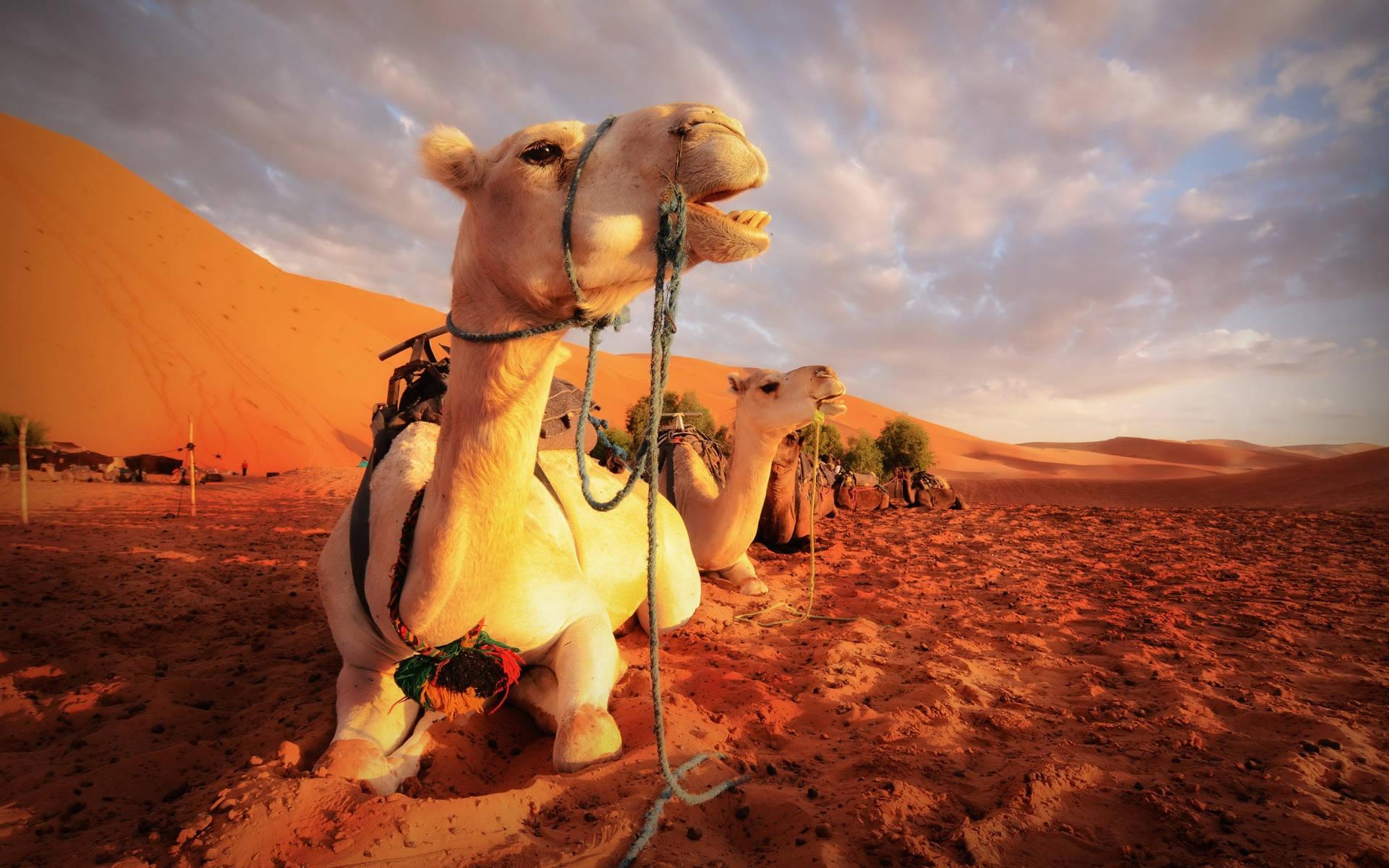 Camel Ride Wallpapers - Top Free Camel Ride Backgrounds - WallpaperAccess