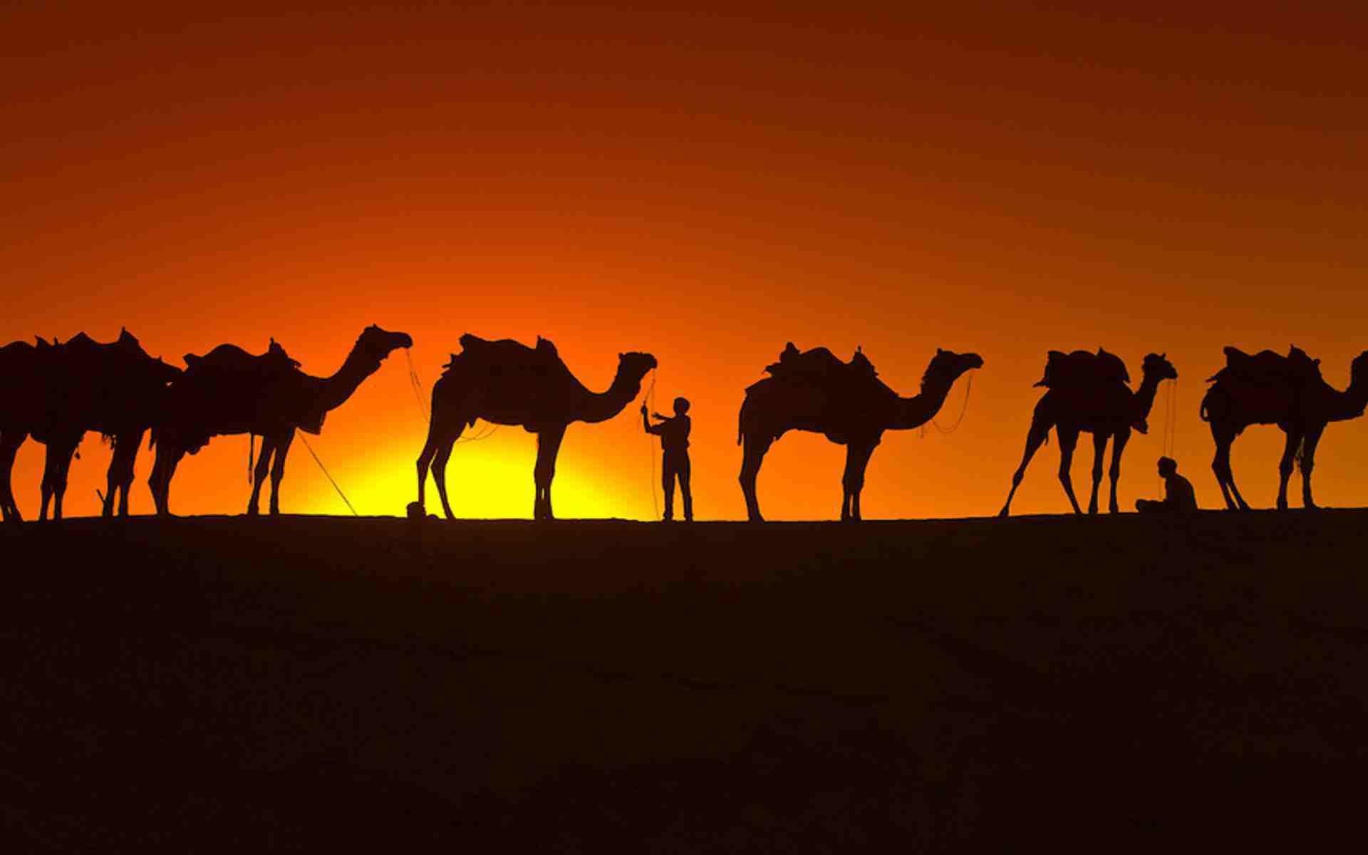 Camel Ride Wallpapers - Top Free Camel Ride Backgrounds - WallpaperAccess