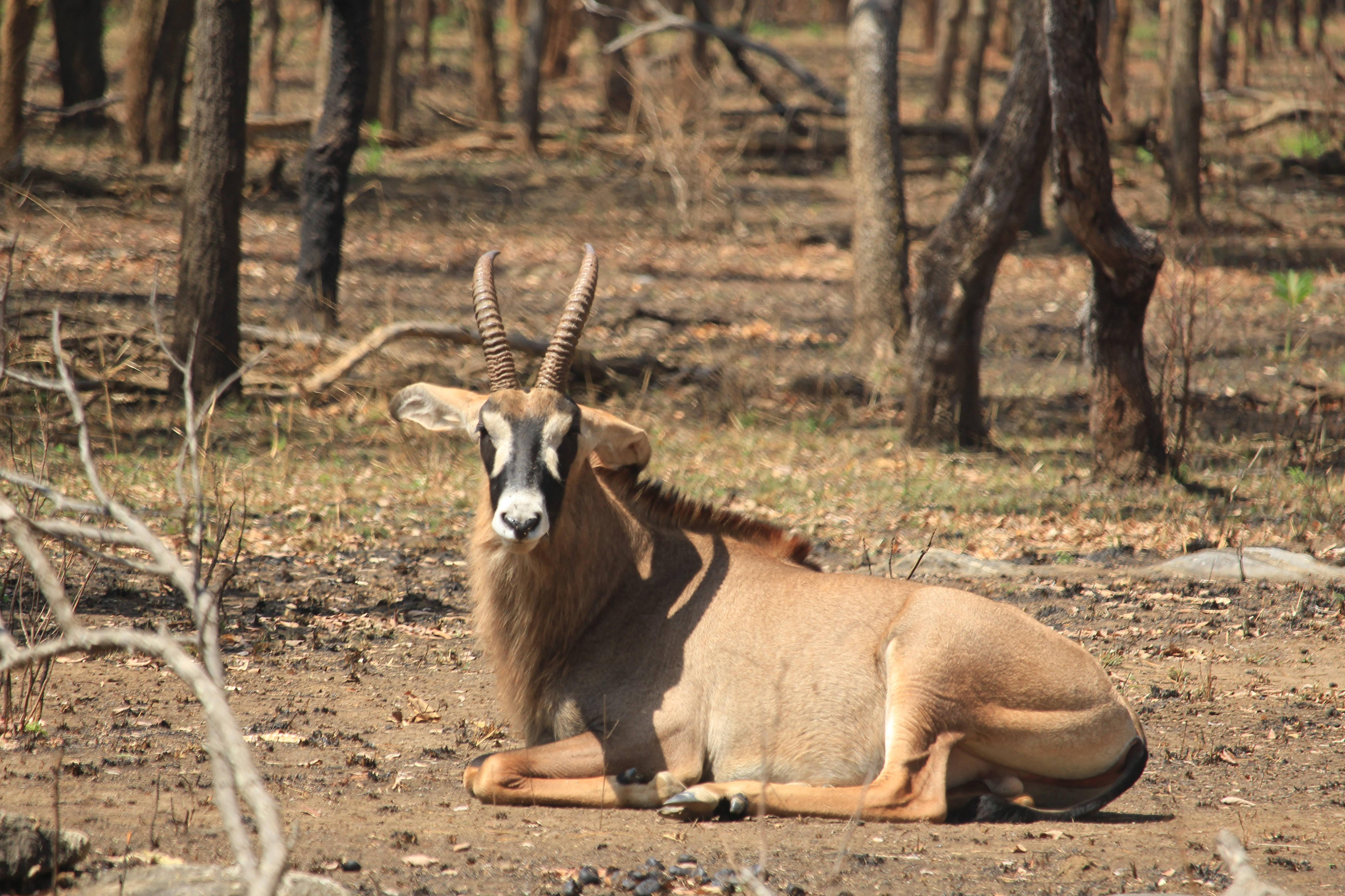 Eland Wallpapers - Top Free Eland Backgrounds - WallpaperAccess