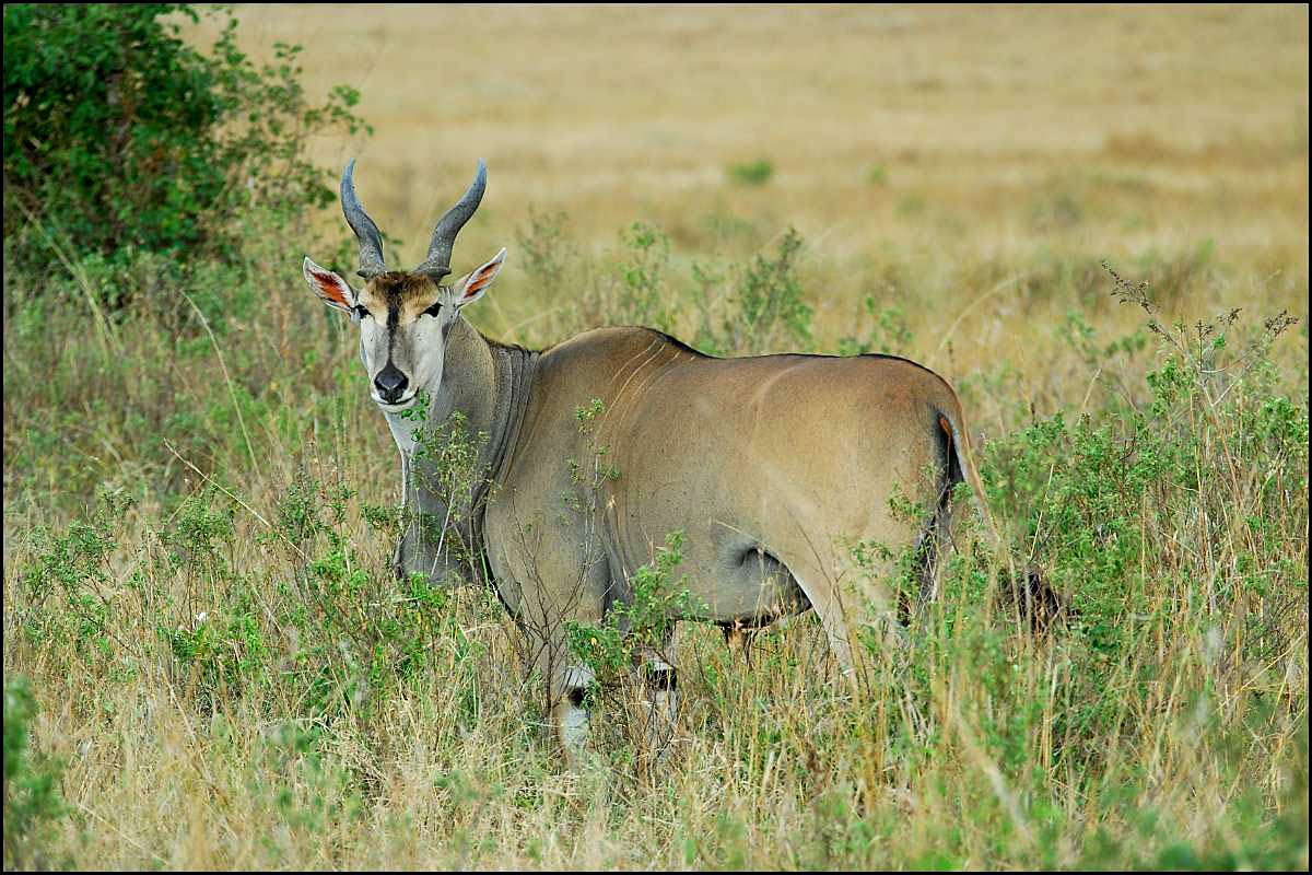 Eland Wallpapers - Top Free Eland Backgrounds - WallpaperAccess