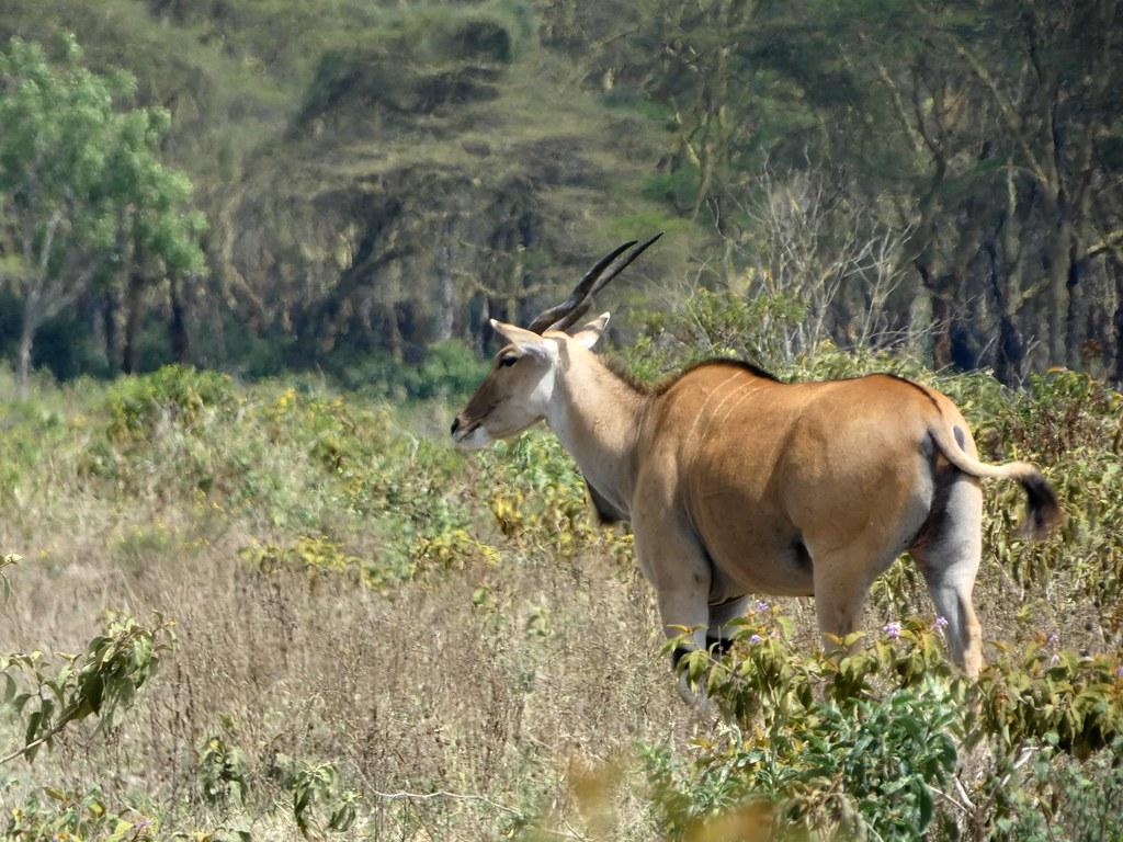Eland Wallpapers - Top Free Eland Backgrounds - WallpaperAccess