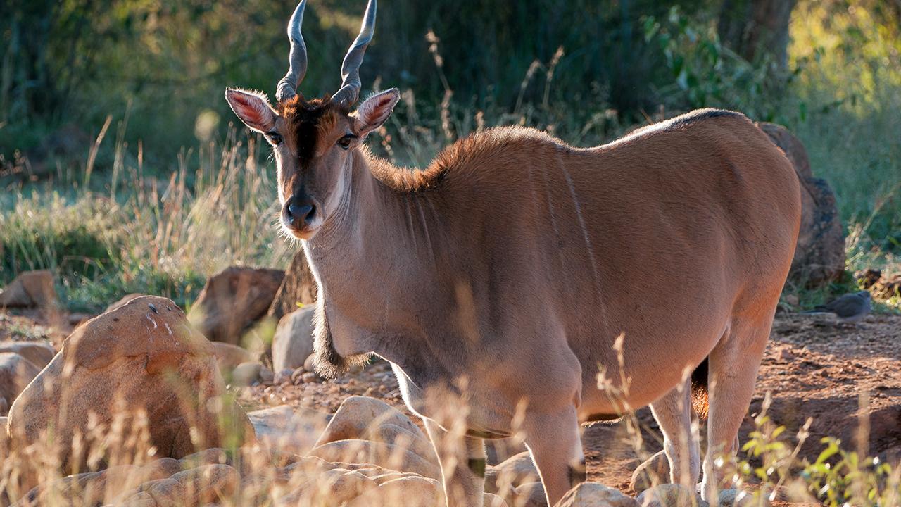 Eland Wallpapers - Top Free Eland Backgrounds - WallpaperAccess
