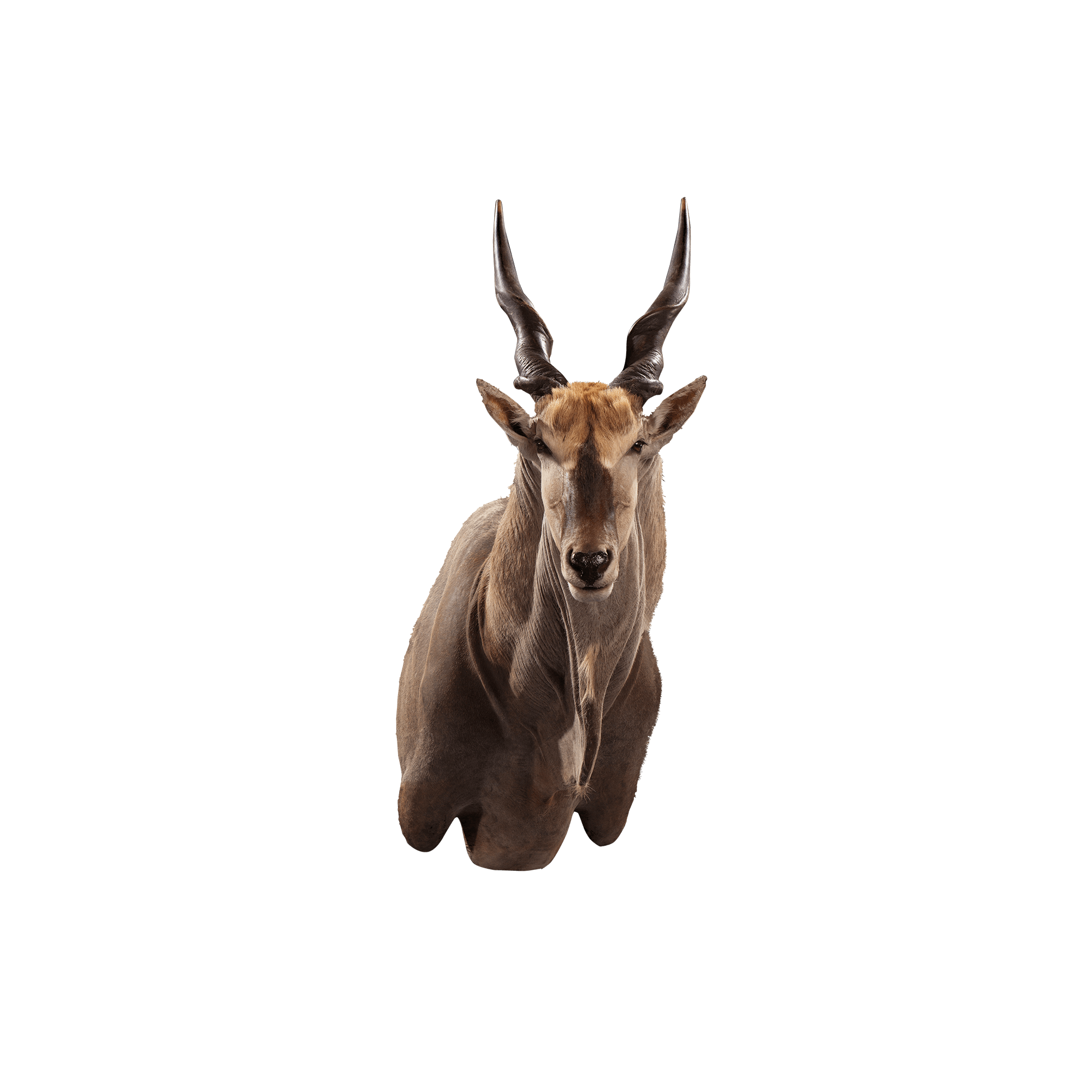 Eland Wallpapers - Top Free Eland Backgrounds - WallpaperAccess