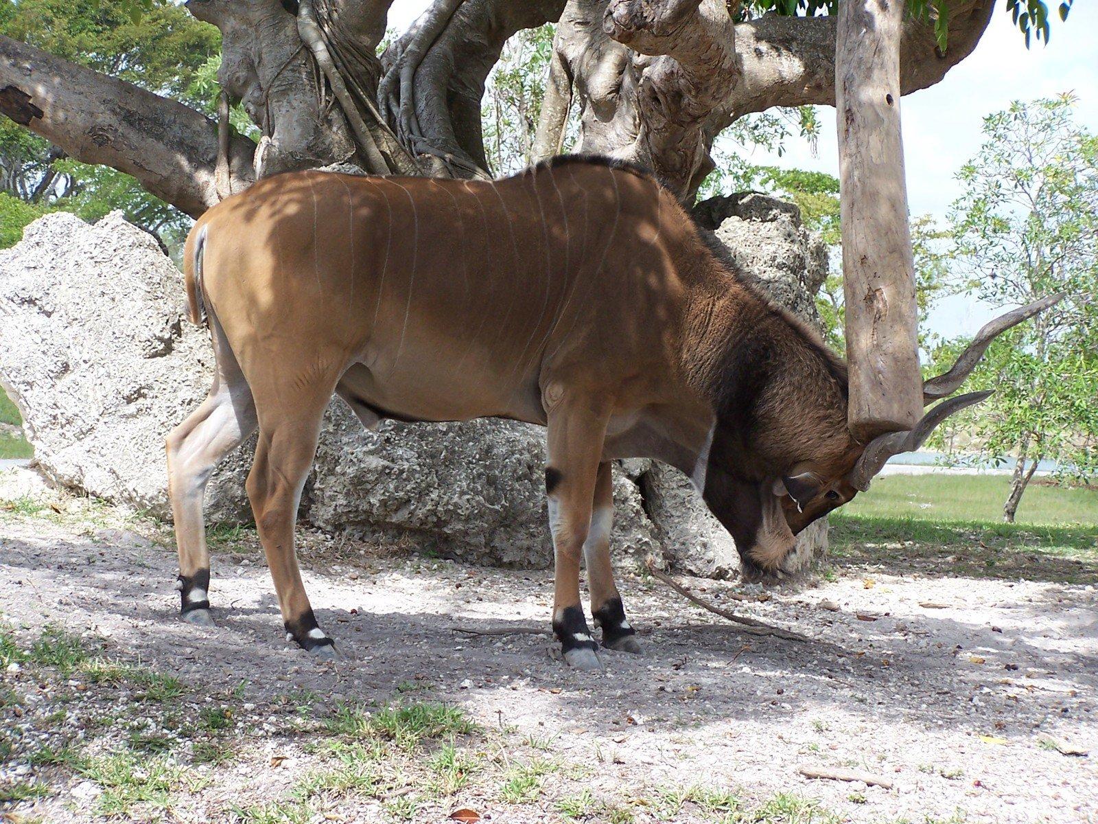 Eland Wallpapers - Top Free Eland Backgrounds - WallpaperAccess