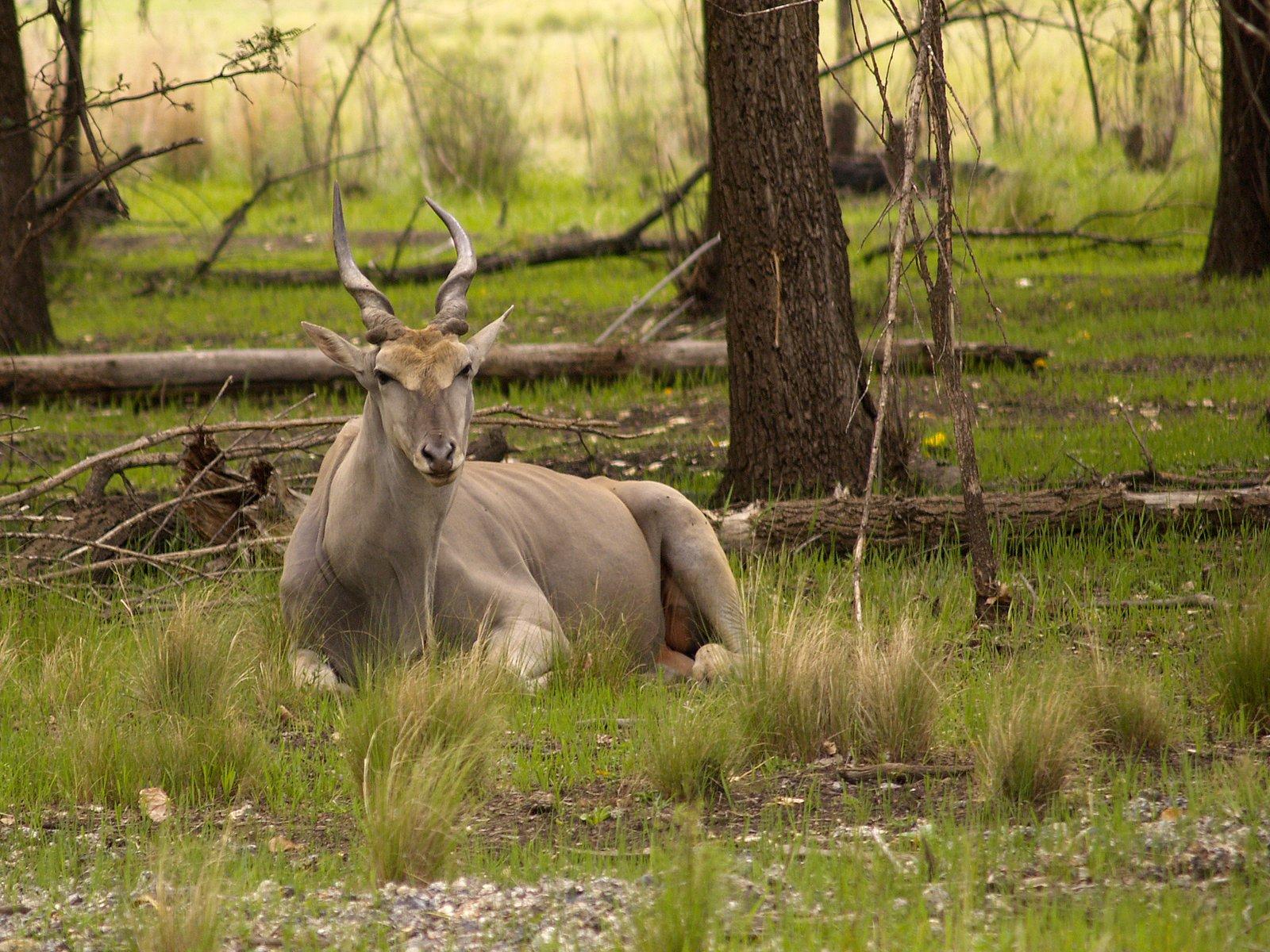 Eland Wallpapers - Top Free Eland Backgrounds - WallpaperAccess