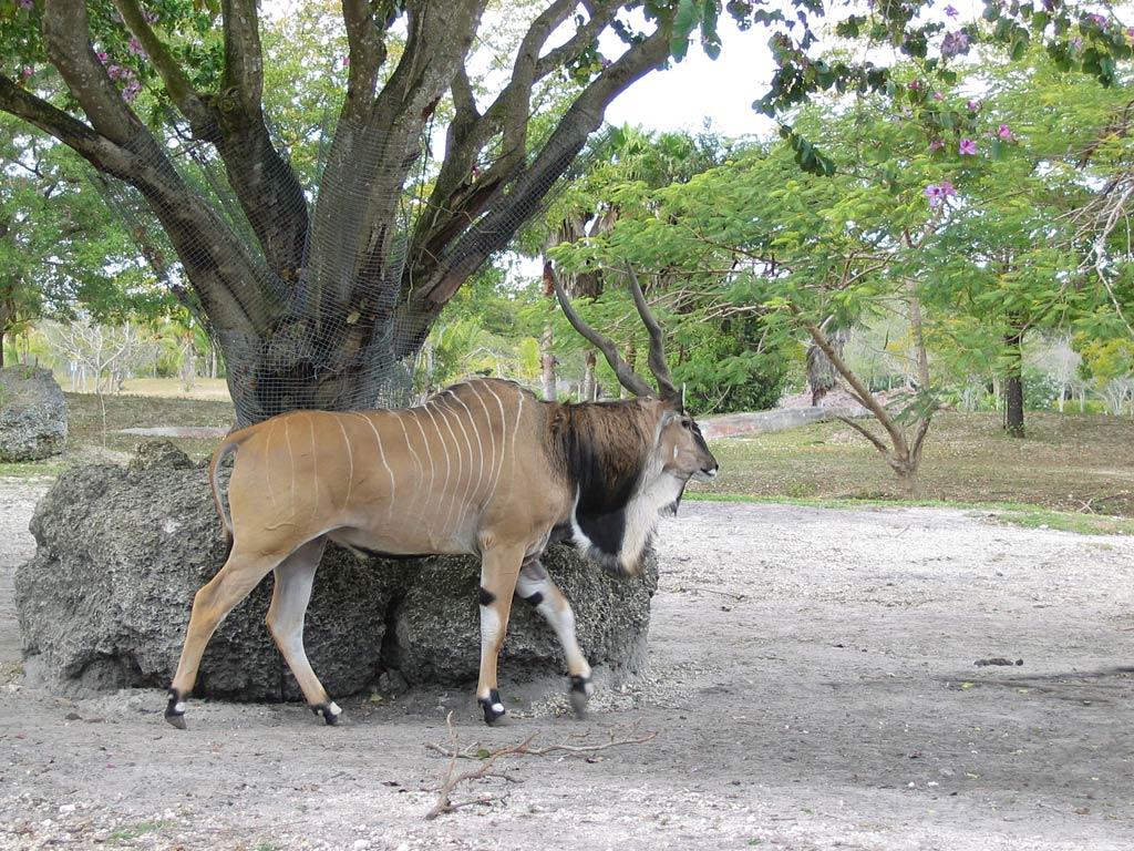 Eland Wallpapers - Top Free Eland Backgrounds - WallpaperAccess