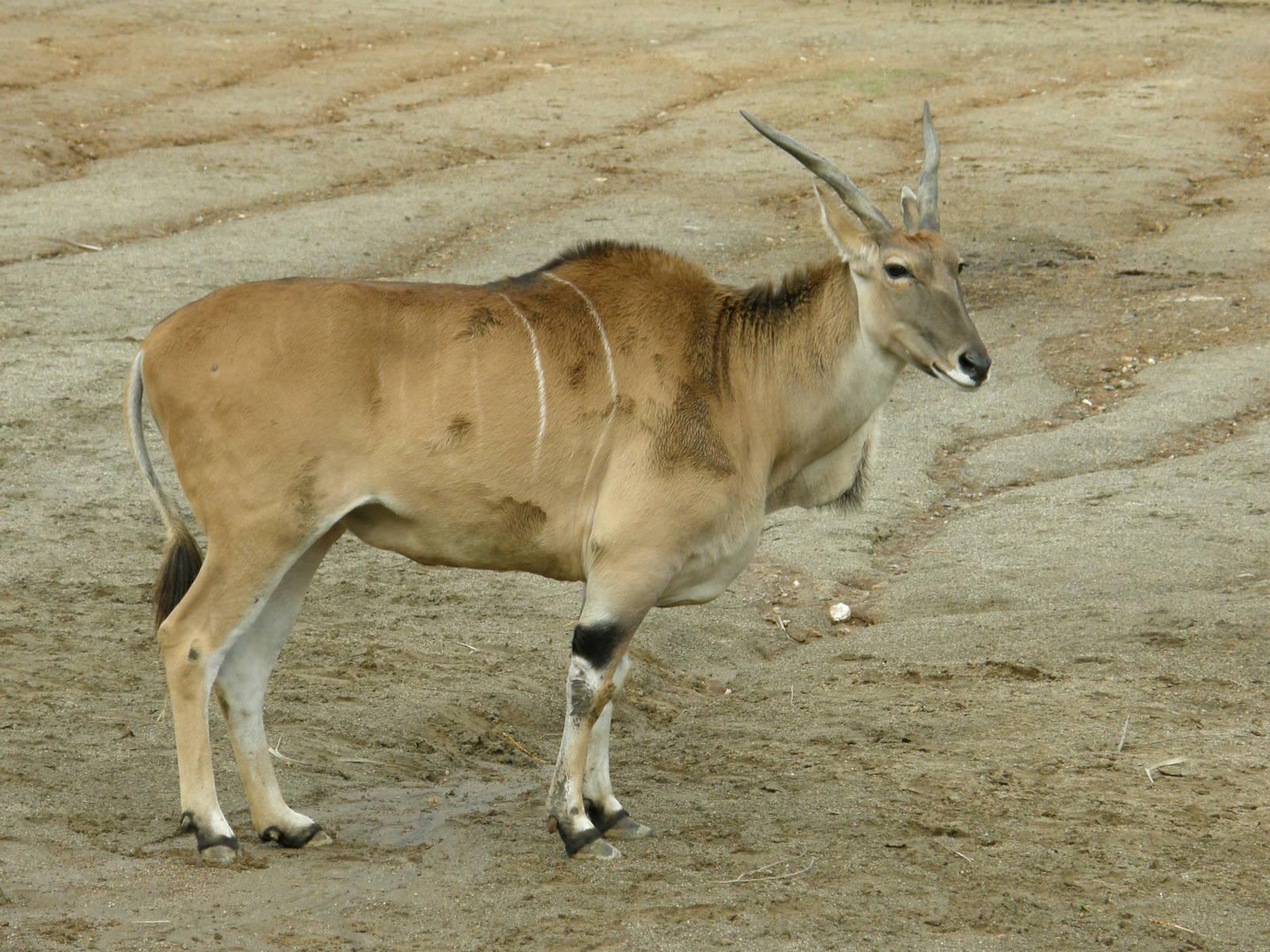 Eland Wallpapers - Top Free Eland Backgrounds - WallpaperAccess