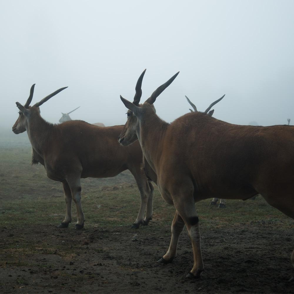 Eland Wallpapers - Top Free Eland Backgrounds - WallpaperAccess