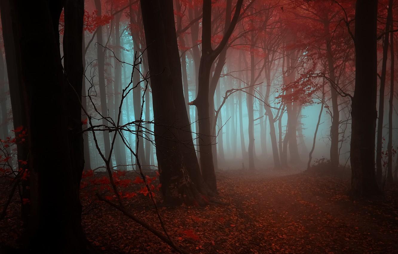 Red Fog Wallpapers - Top Free Red Fog Backgrounds - WallpaperAccess