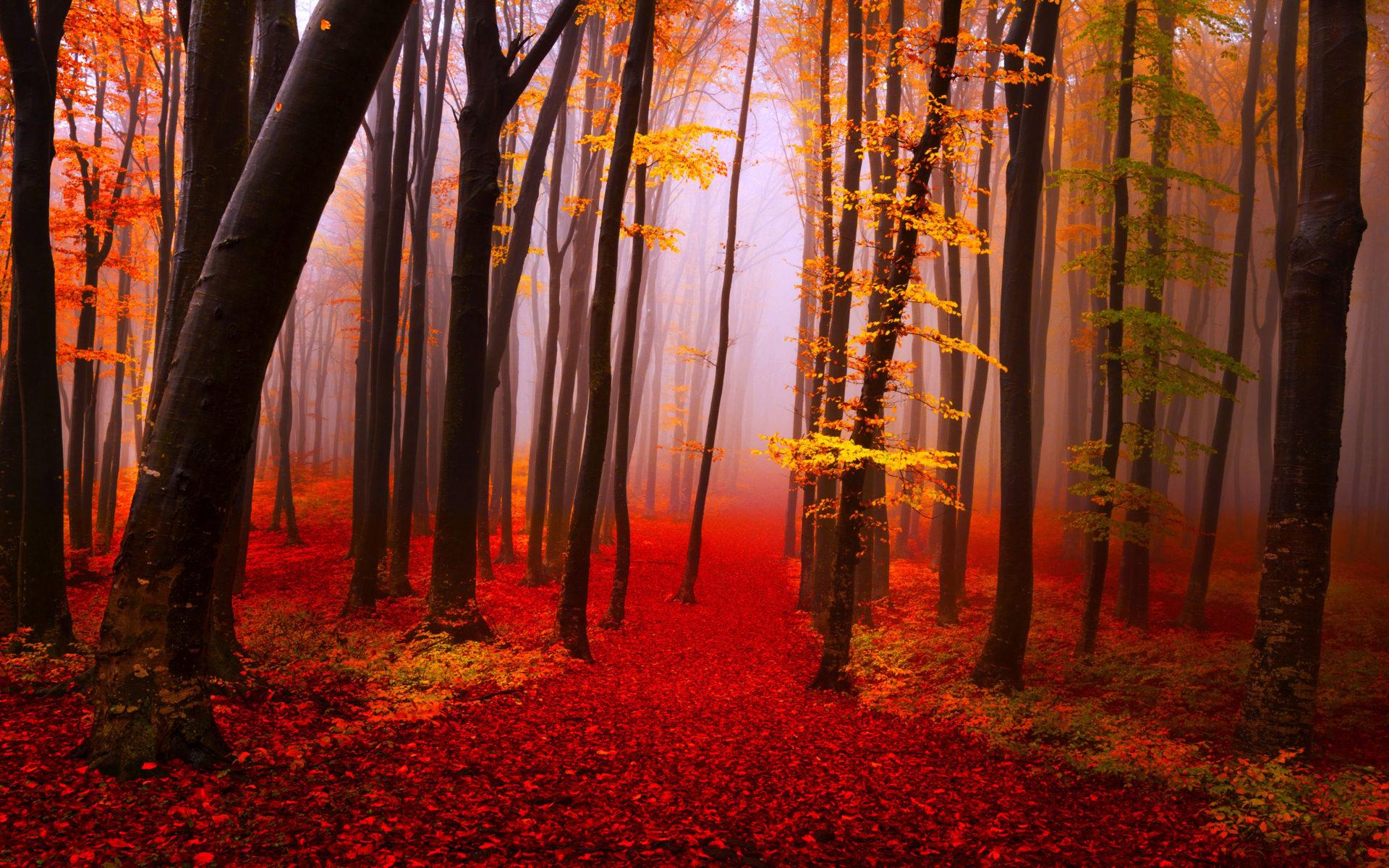 Red Fog Wallpapers - Top Free Red Fog Backgrounds - WallpaperAccess