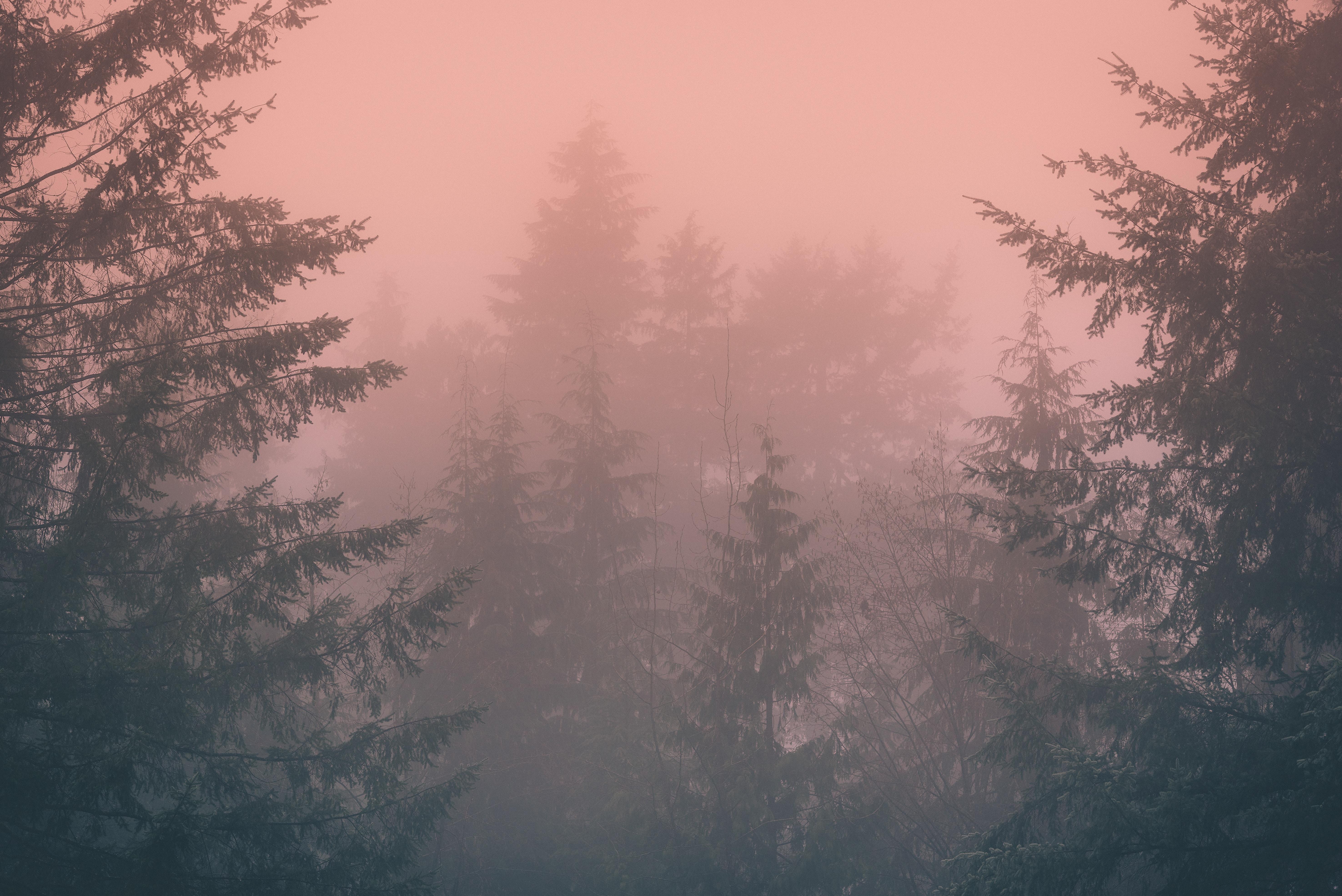 Red Fog Wallpapers - Top Free Red Fog Backgrounds - WallpaperAccess