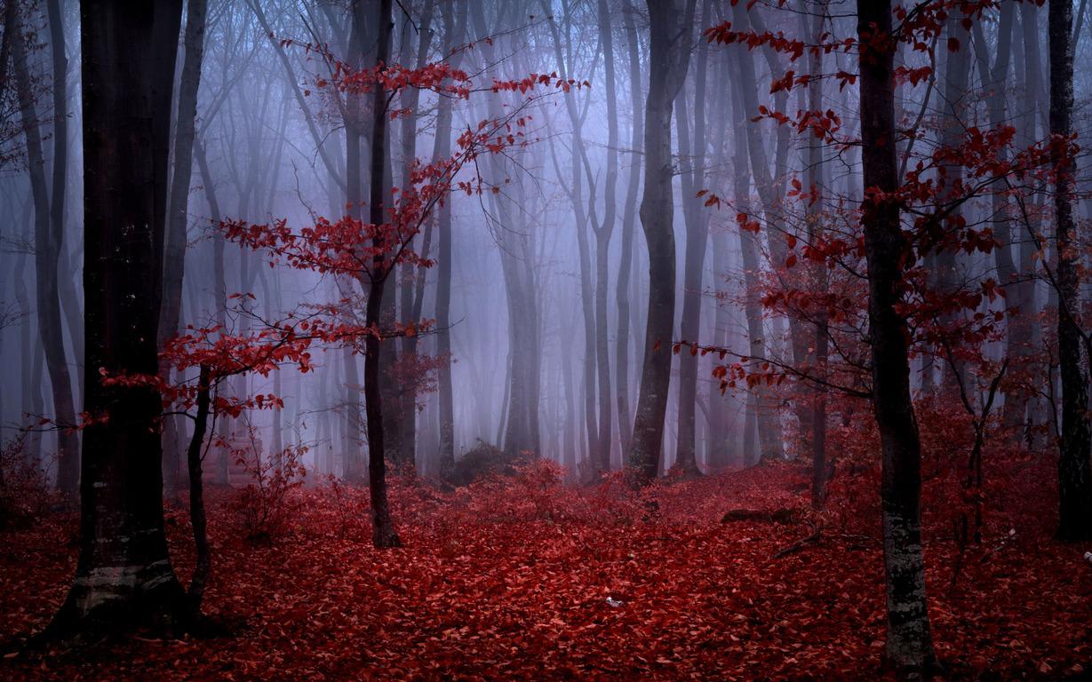 Red Fog Wallpapers - Top Free Red Fog Backgrounds - WallpaperAccess