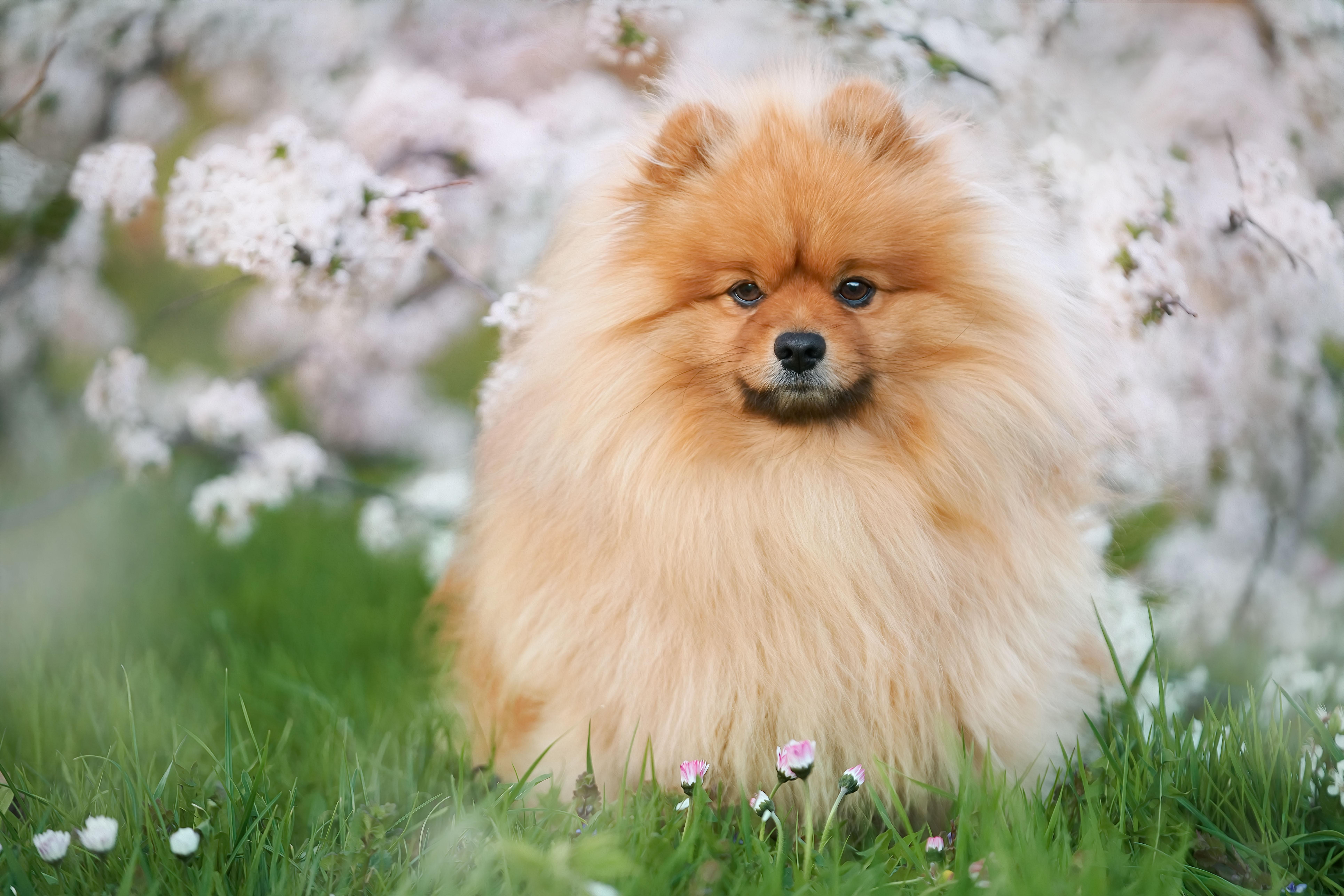 8k Dog Wallpapers - Top Free 8k Dog Backgrounds - WallpaperAccess