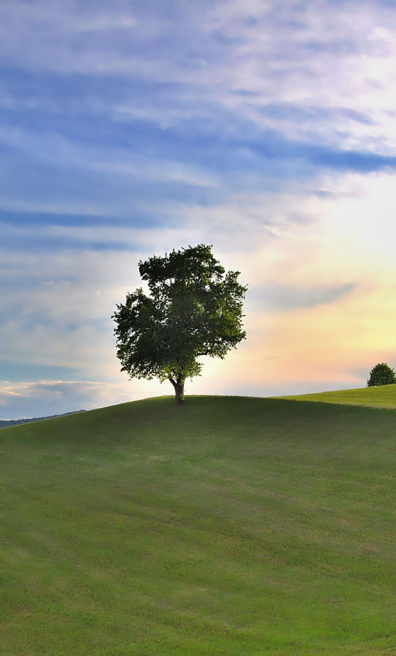 Lonely Tree iPhone Wallpapers - Top Free Lonely Tree iPhone Backgrounds ...