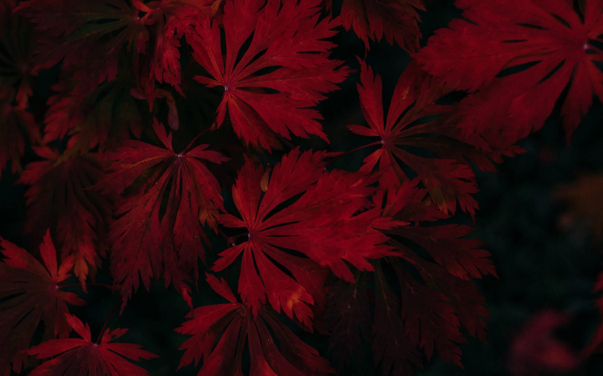 Dark Red 4k Wallpapers - Top Free Dark Red 4k Backgrounds - WallpaperAccess