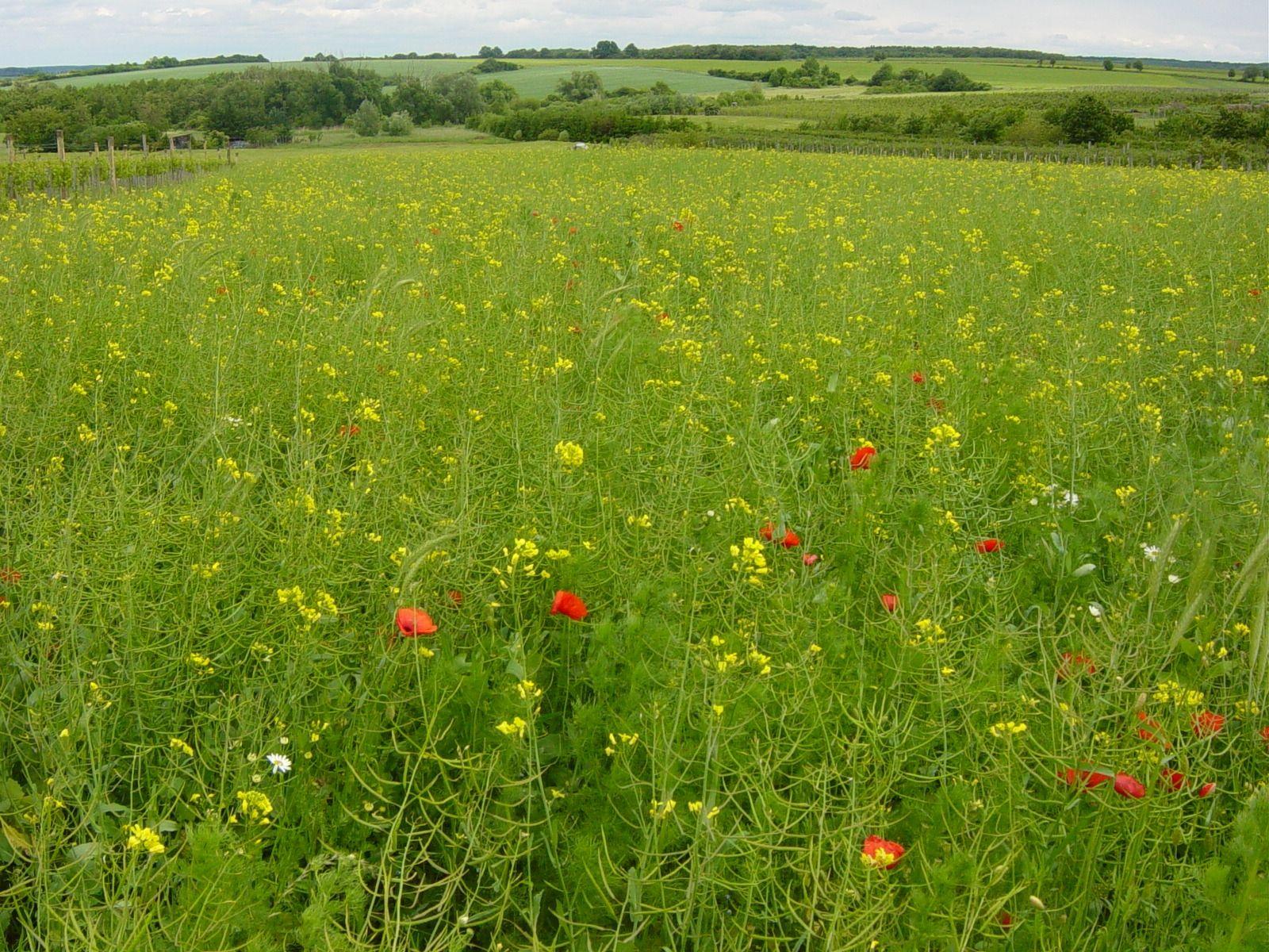 Iowa Scenery Wallpapers - Top Free Iowa Scenery Backgrounds ...