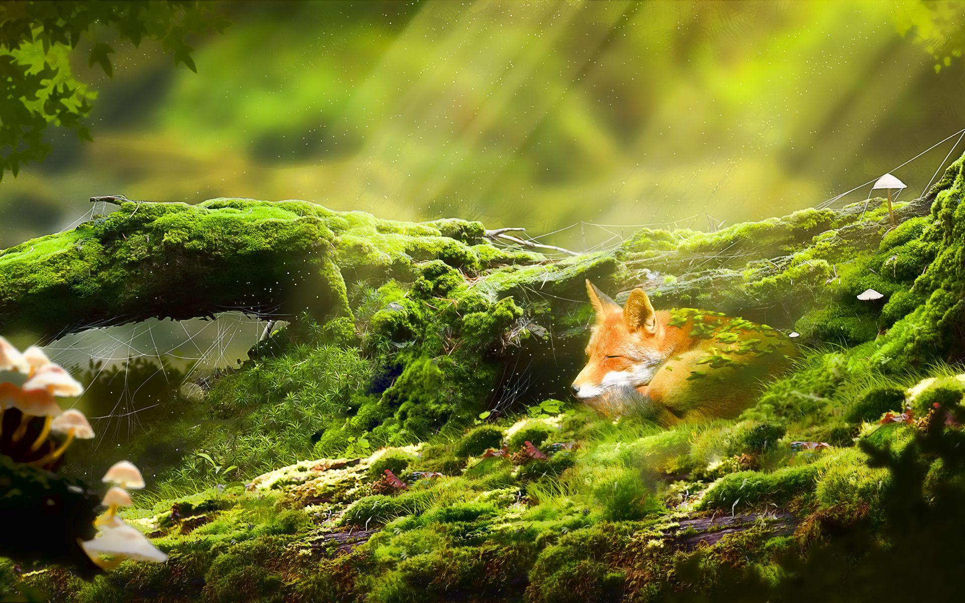 Forest Fox Wallpapers - Top Free Forest Fox Backgrounds - WallpaperAccess