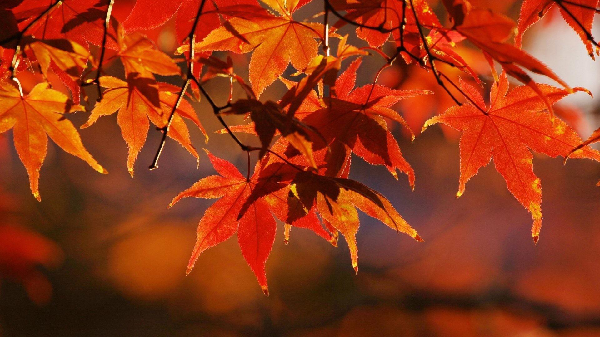 Fall Colors Desktop Wallpapers - Top Free Fall Colors Desktop ...