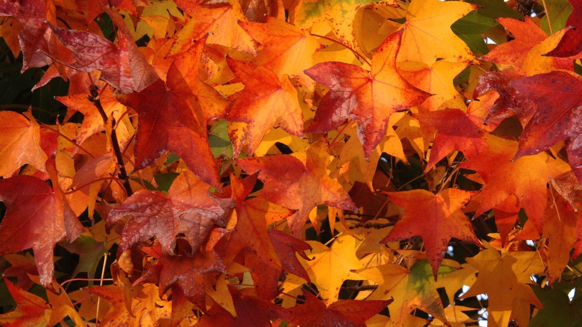 Fall Colors Desktop Wallpapers - Top Free Fall Colors Desktop ...