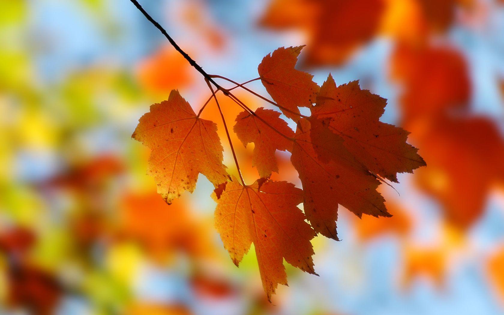 Fall Colors Desktop Wallpapers - Top Free Fall Colors Desktop ...