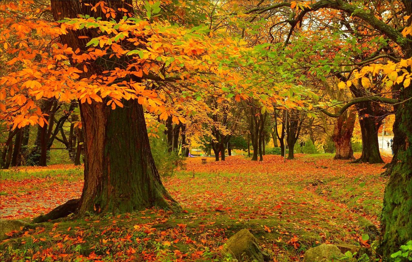 Fall Colors Desktop Wallpapers - Top Free Fall Colors Desktop ...