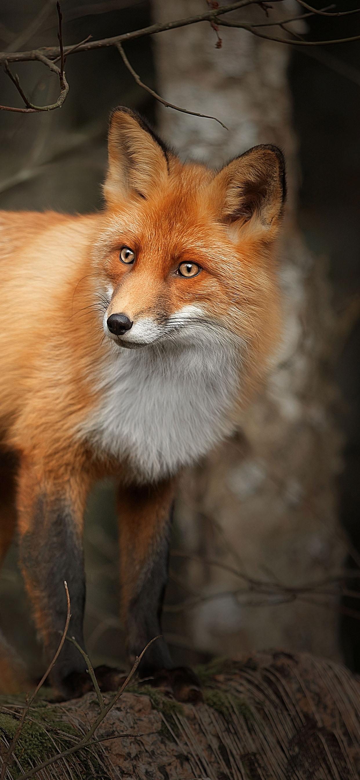 Forest Fox Wallpapers - Top Free Forest Fox Backgrounds - WallpaperAccess