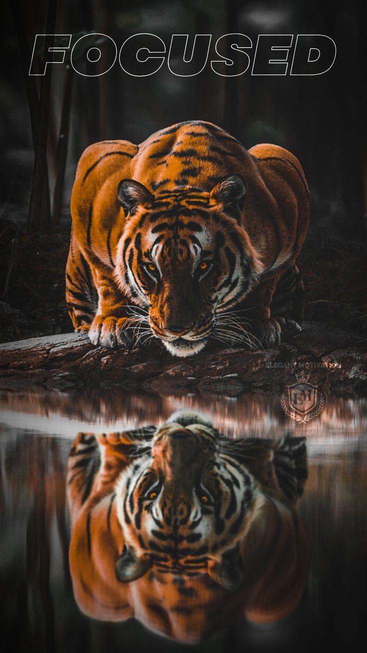 Tiger Motivational Wallpapers - Top Free Tiger Motivational Backgrounds ...