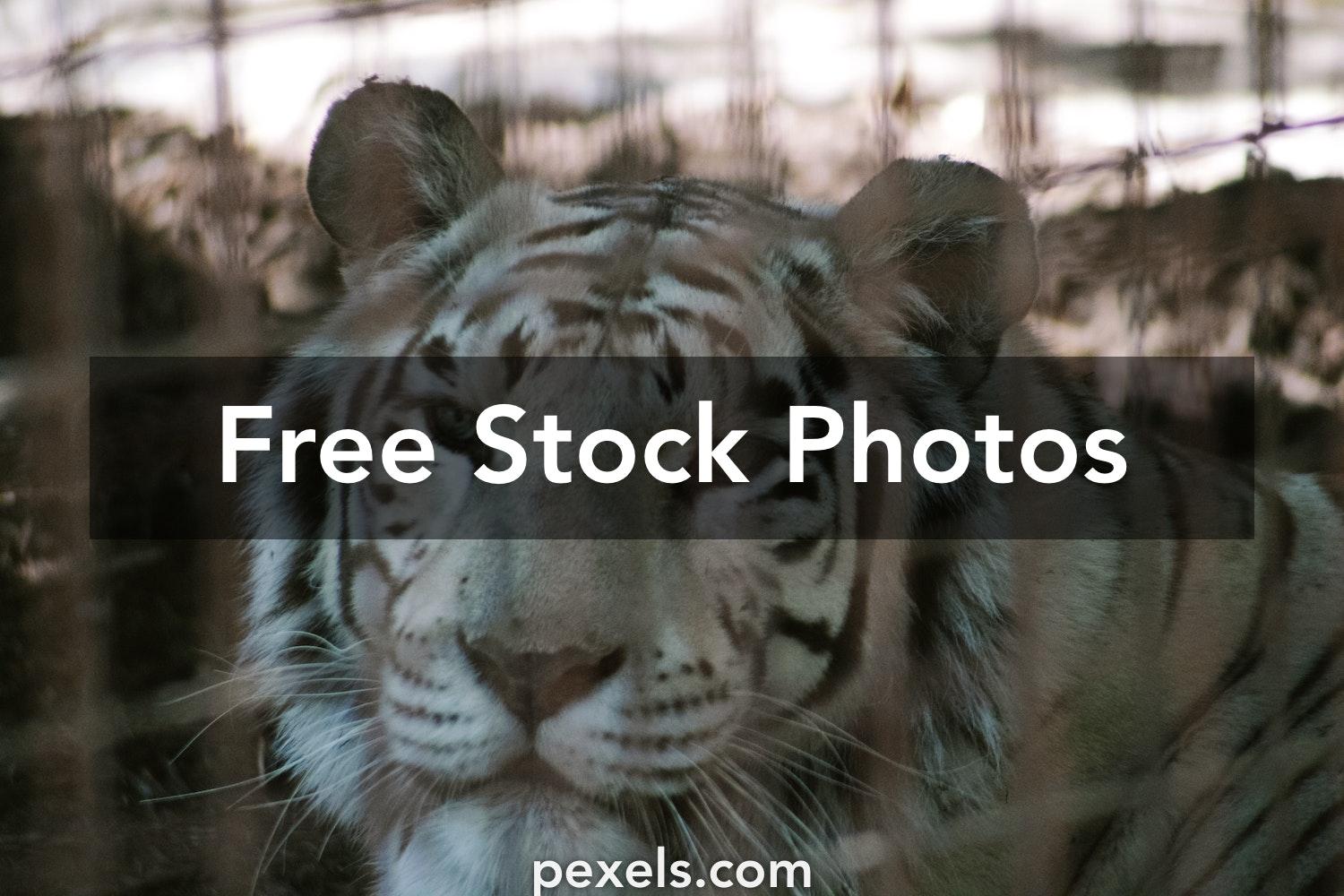 Tiger Motivational Wallpapers - Top Free Tiger Motivational Backgrounds ...