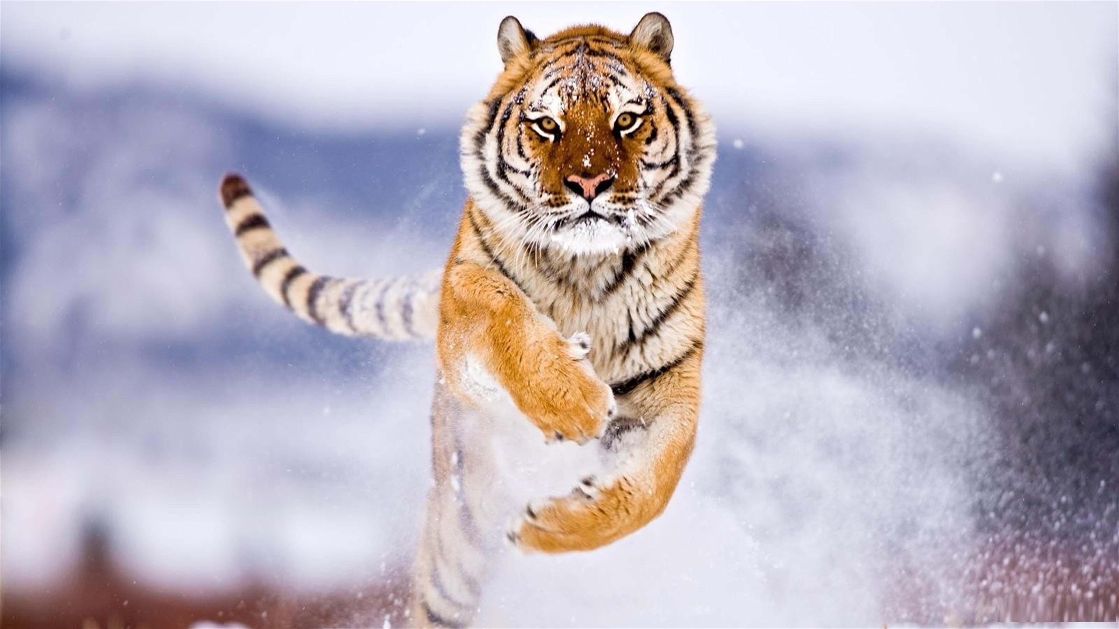Tiger Motivational Wallpapers - Top Free Tiger Motivational Backgrounds ...
