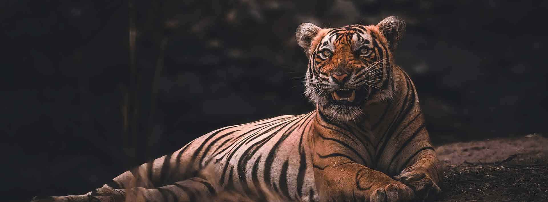 Tiger Motivational Wallpapers - Top Free Tiger Motivational Backgrounds ...
