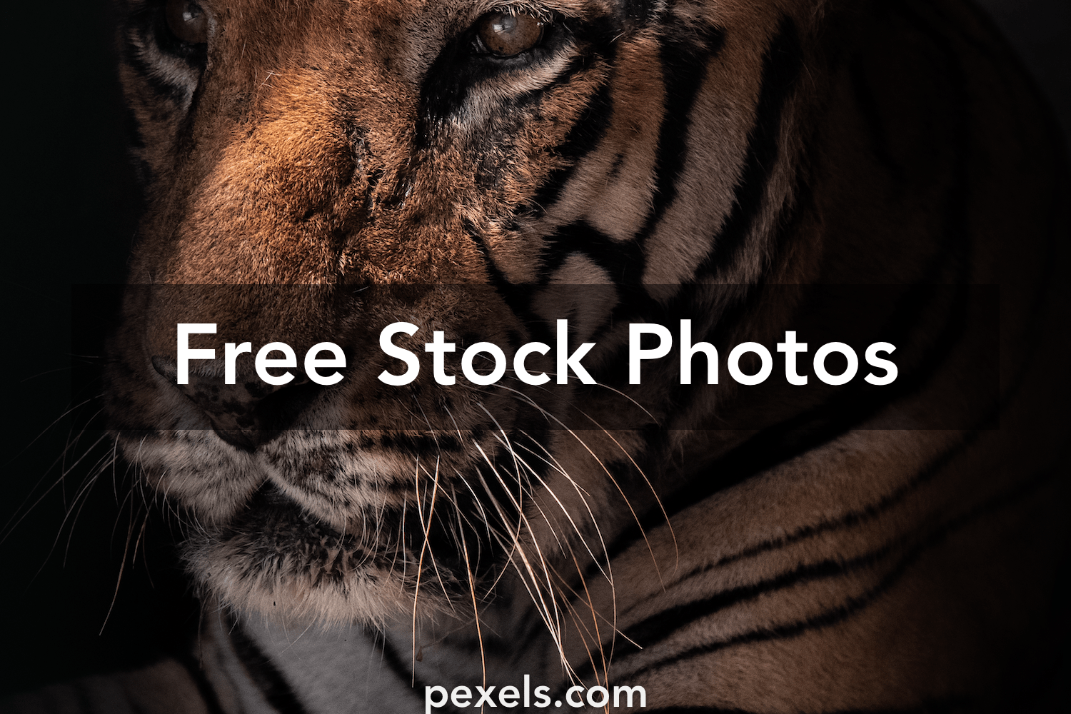 Tiger Motivational Wallpapers - Top Free Tiger Motivational Backgrounds ...