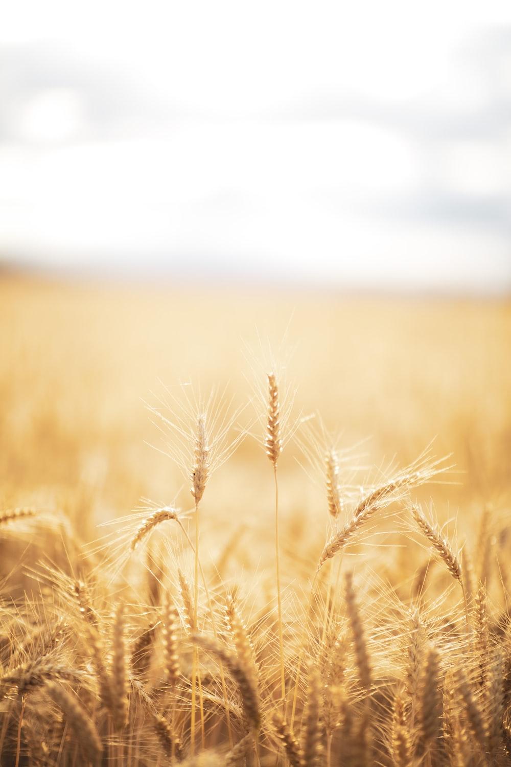 Wheat Fields Wallpapers - Top Free Wheat Fields Backgrounds ...