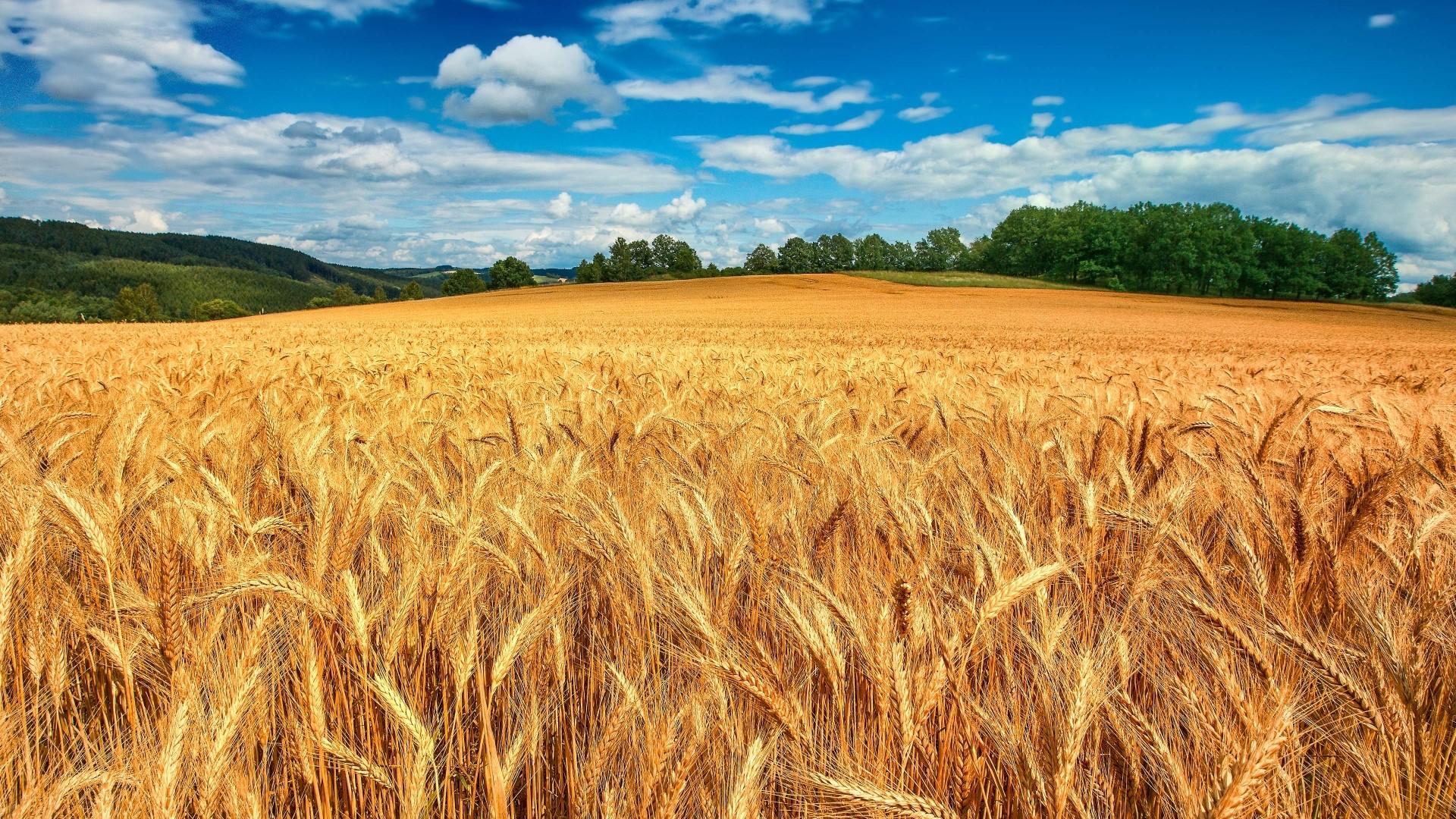 Wheat Fields Wallpapers - Top Free Wheat Fields Backgrounds ...