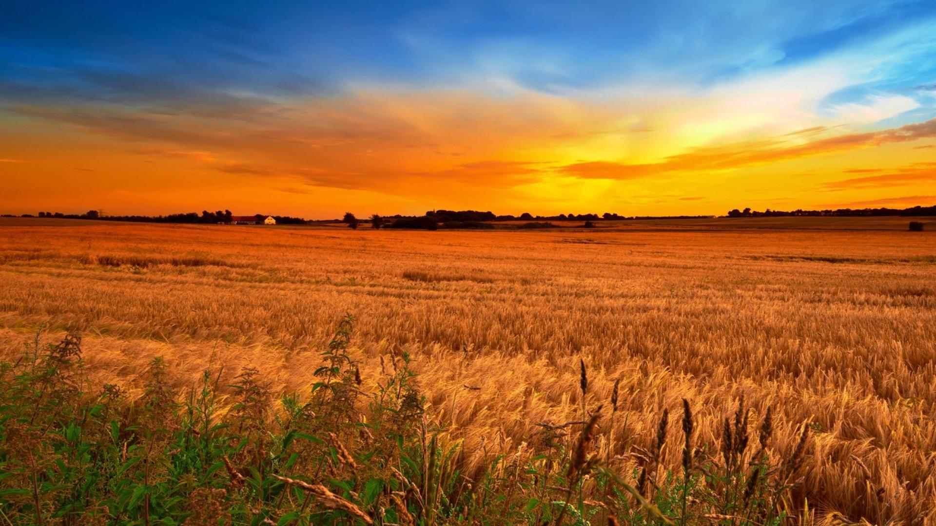 Wheat Fields Wallpapers - Top Free Wheat Fields Backgrounds ...