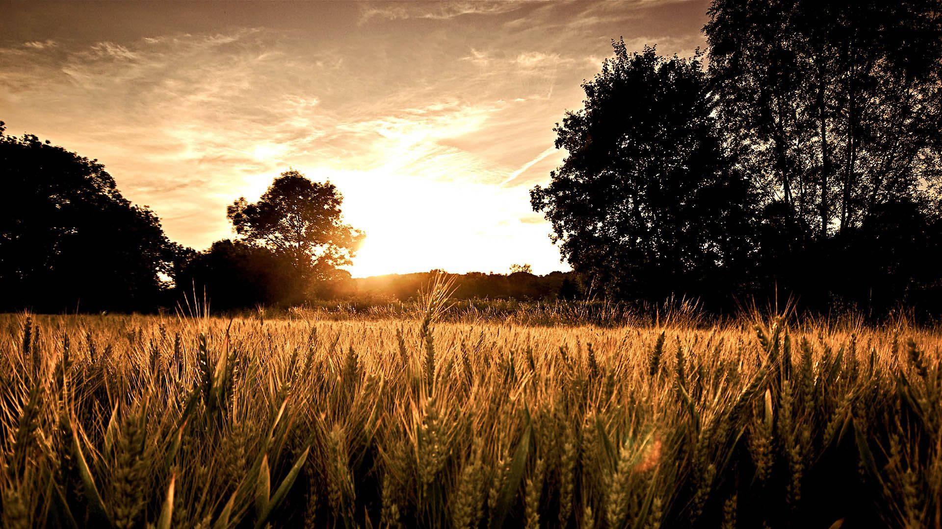 Wheat Fields Wallpapers - Top Free Wheat Fields Backgrounds ...