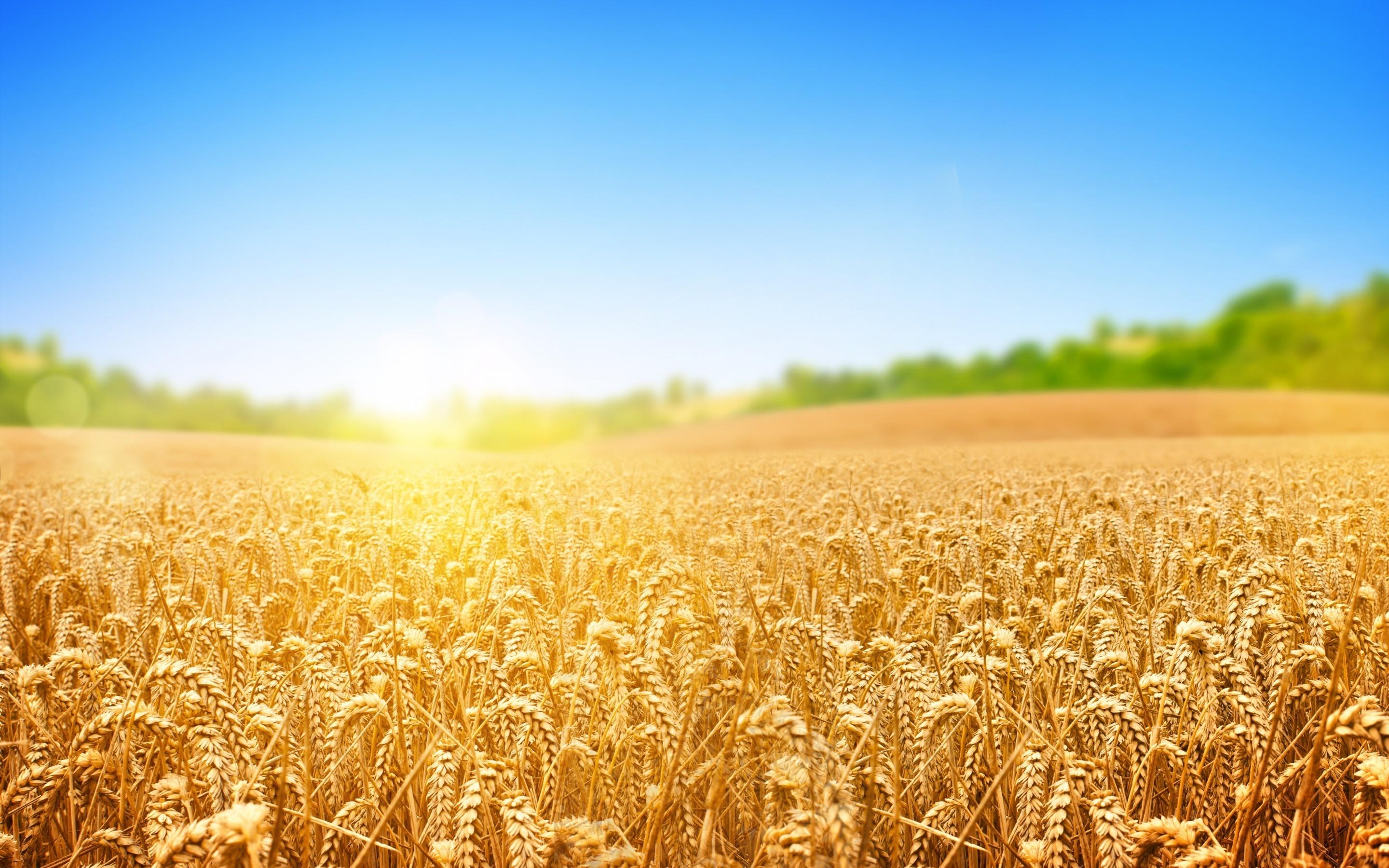 Wheat Fields Wallpapers - Top Free Wheat Fields Backgrounds ...