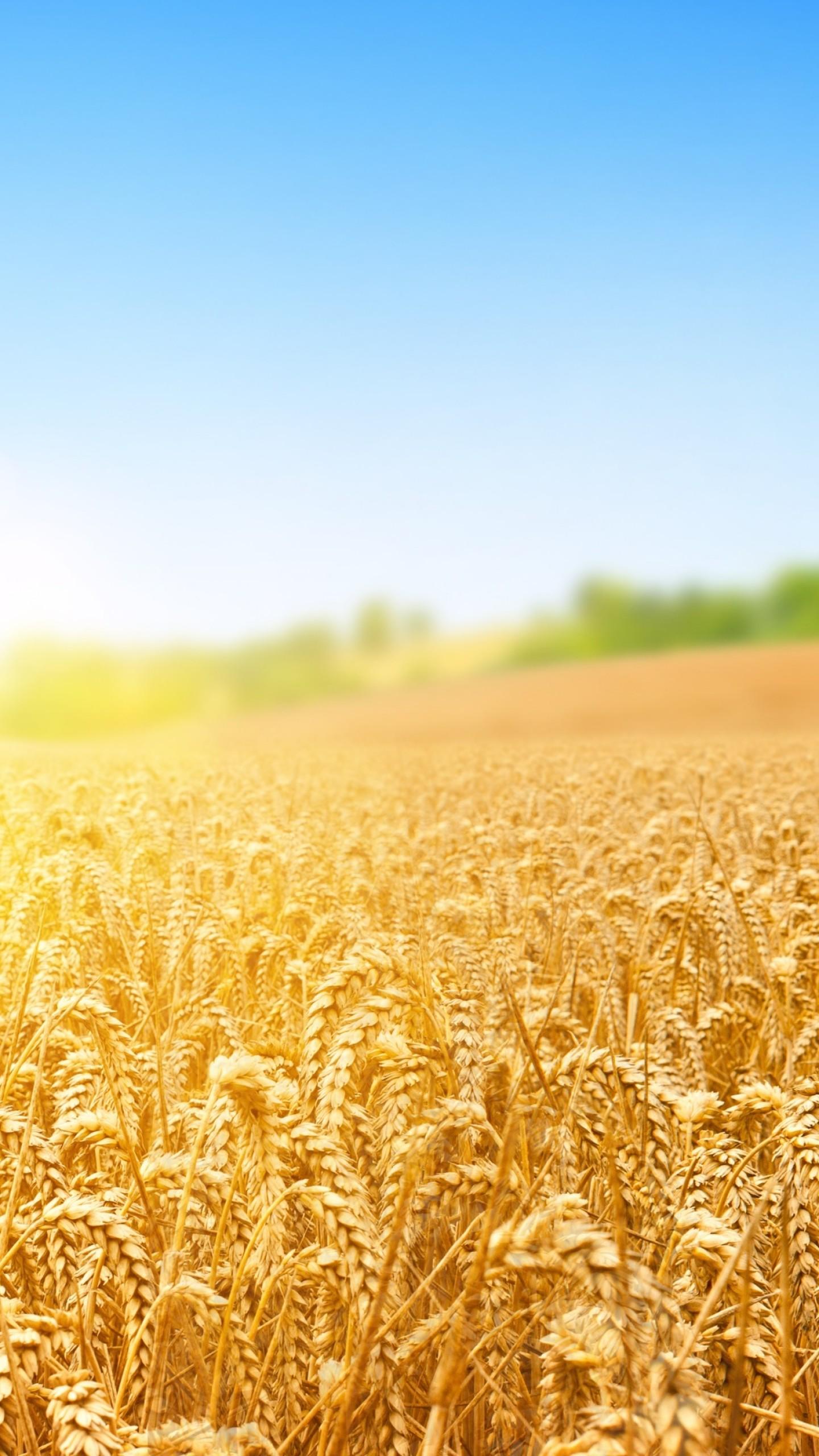 Wheat Fields Wallpapers - Top Free Wheat Fields Backgrounds ...