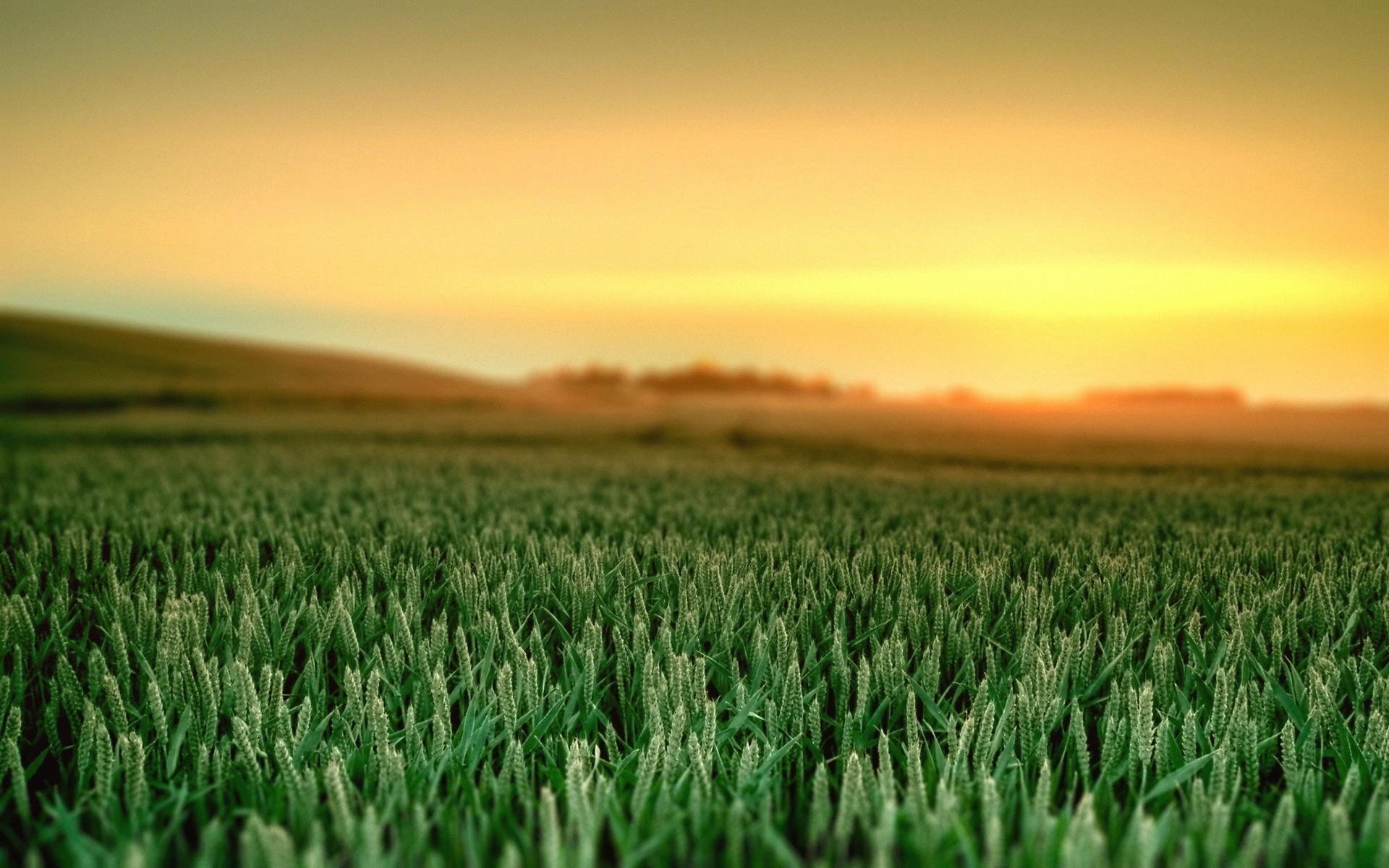 Wheat Fields Wallpapers - Top Free Wheat Fields Backgrounds ...