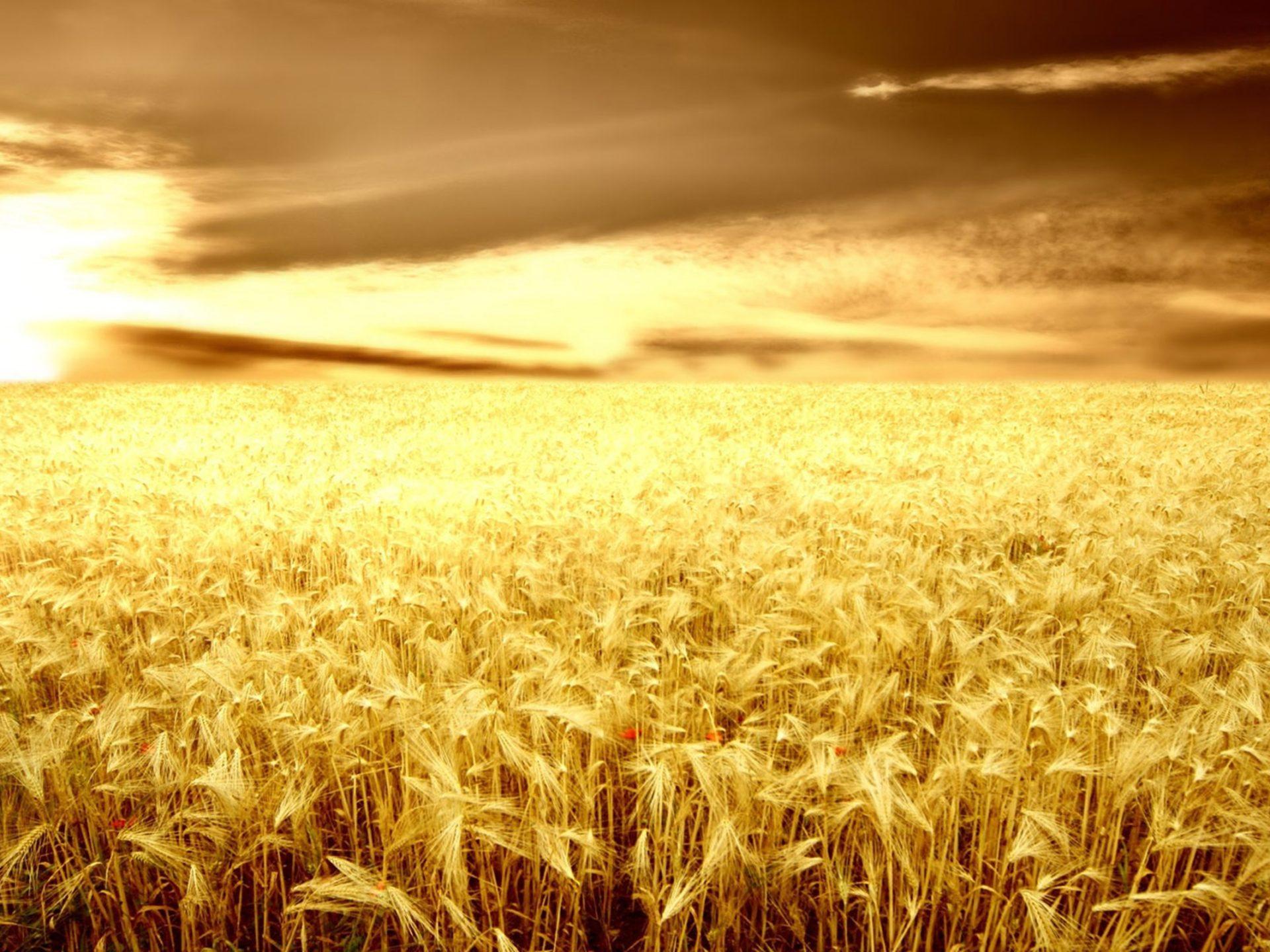 Wheat Fields Wallpapers - Top Free Wheat Fields Backgrounds ...