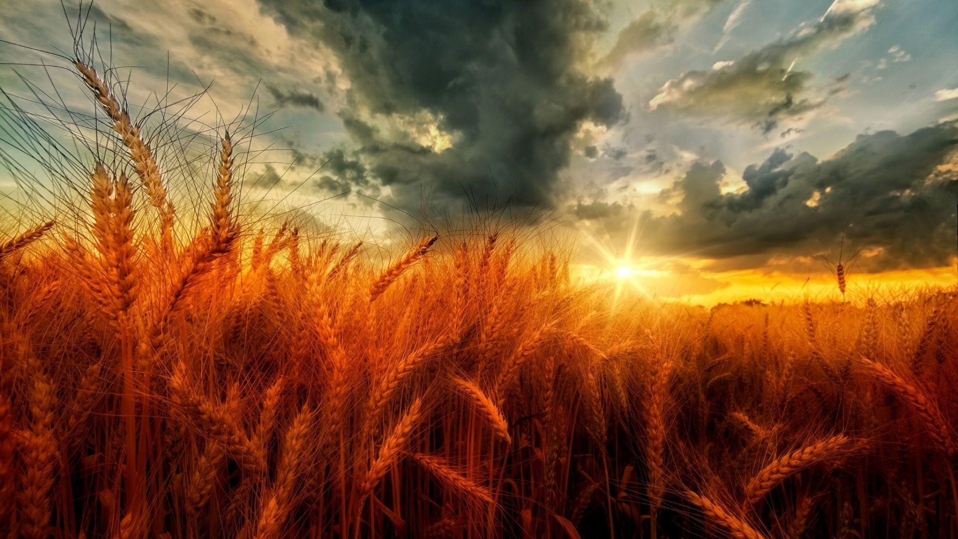 Wheat Fields Wallpapers - Top Free Wheat Fields Backgrounds ...