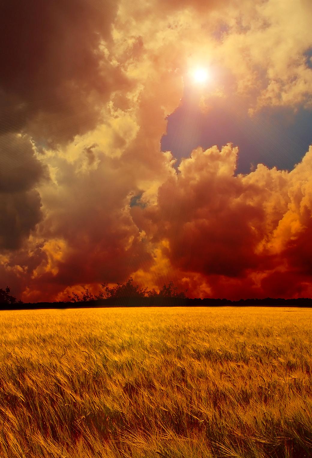 Wheat Fields Wallpapers - Top Free Wheat Fields Backgrounds ...