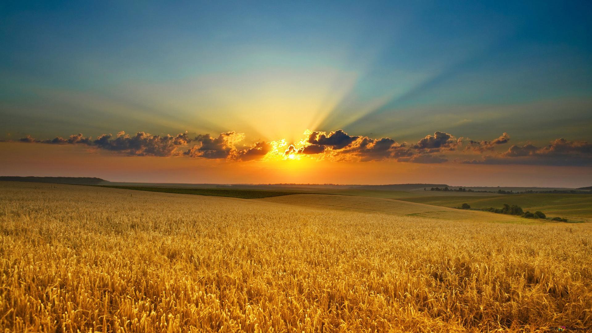 Wheat Fields Wallpapers - Top Free Wheat Fields Backgrounds ...