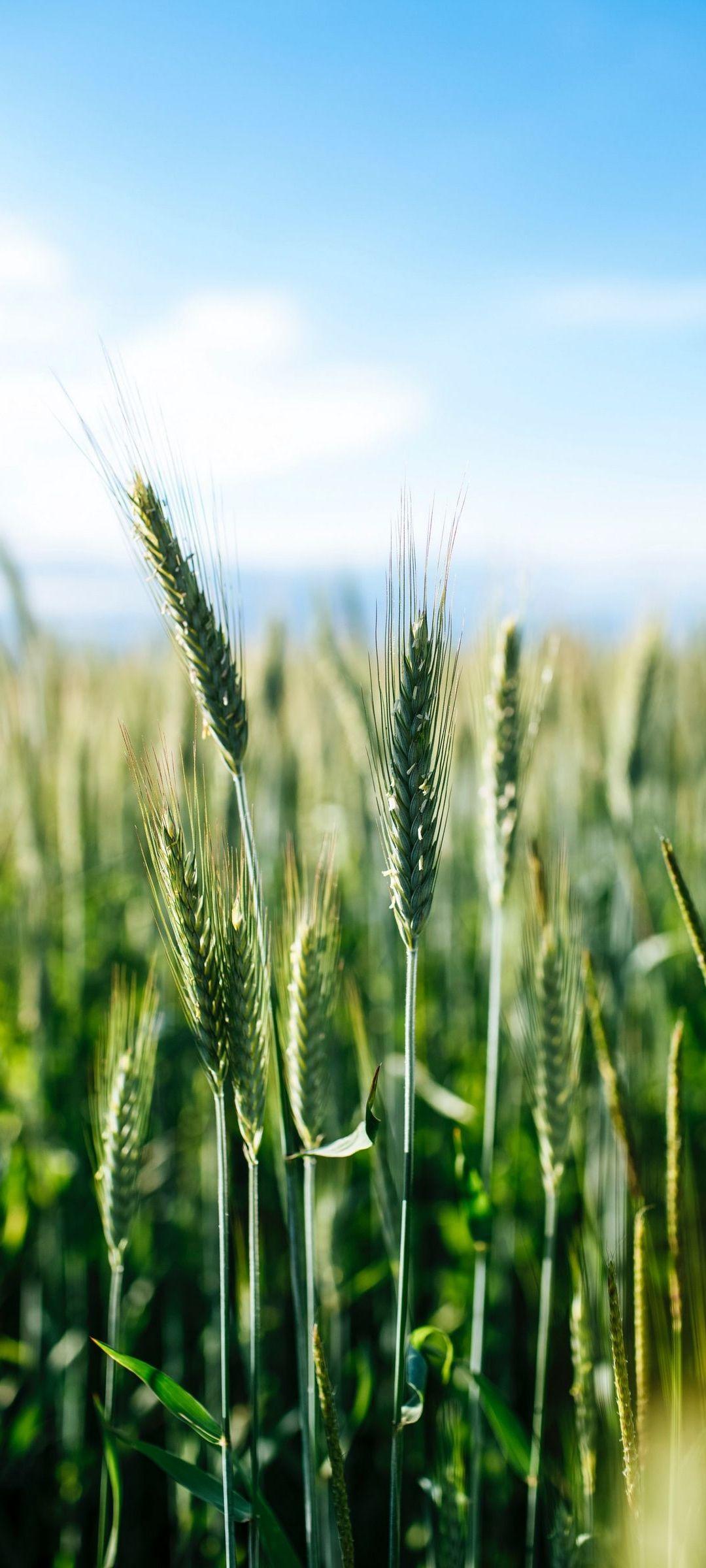 Wheat Fields Wallpapers - Top Free Wheat Fields Backgrounds ...