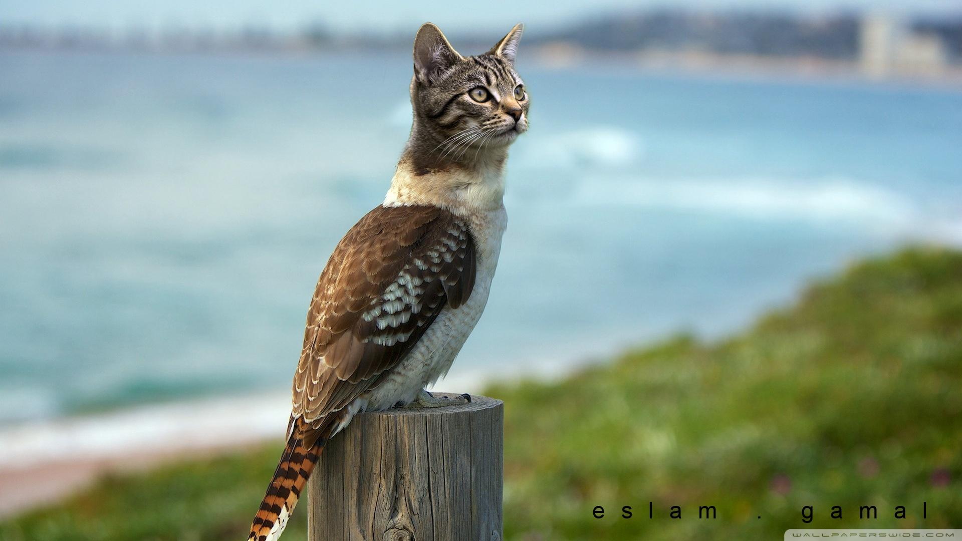 Cat and Bird Wallpapers - Top Free Cat and Bird Backgrounds ...